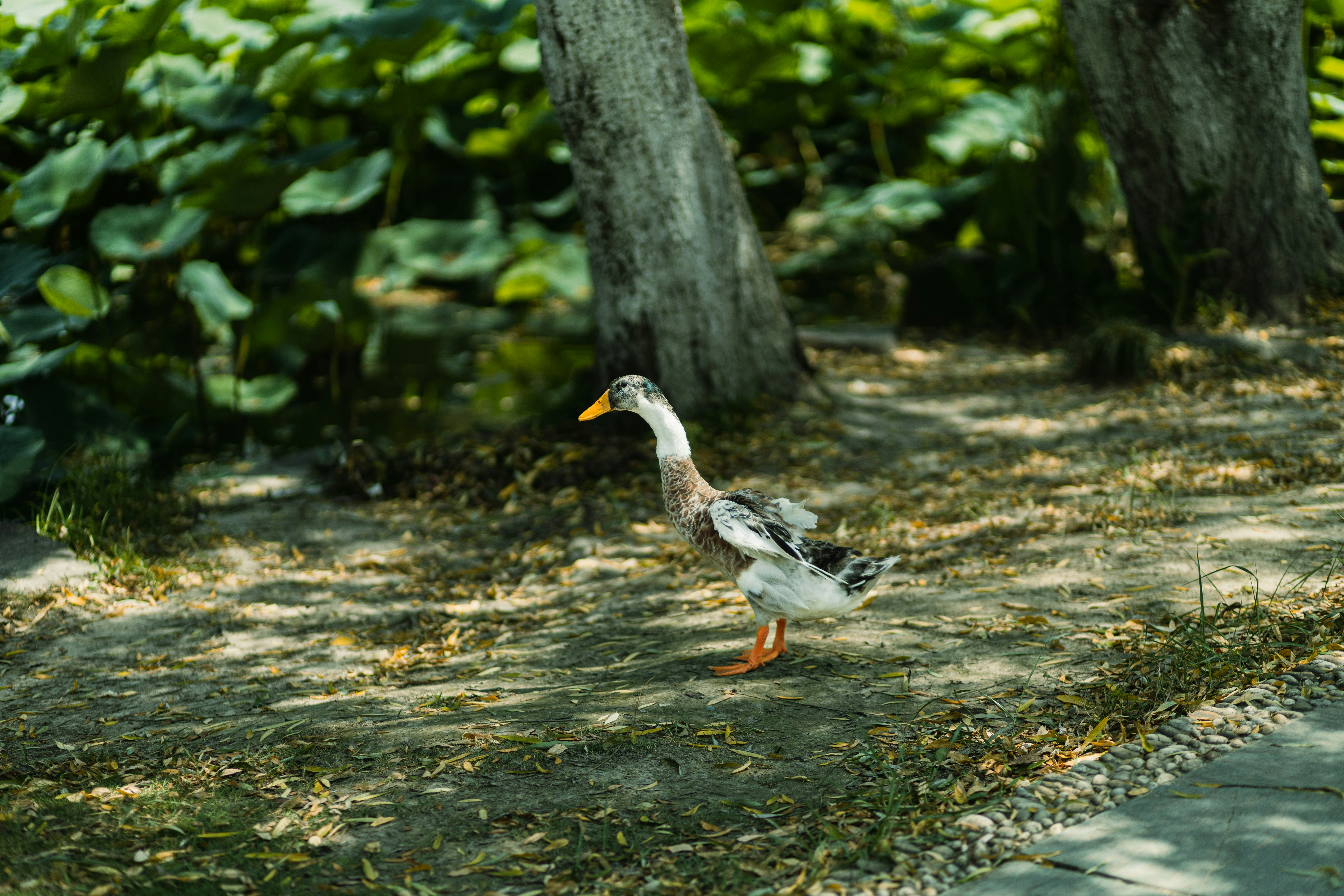 Sun-dappled Wanderer: a lone duck on a woodland path