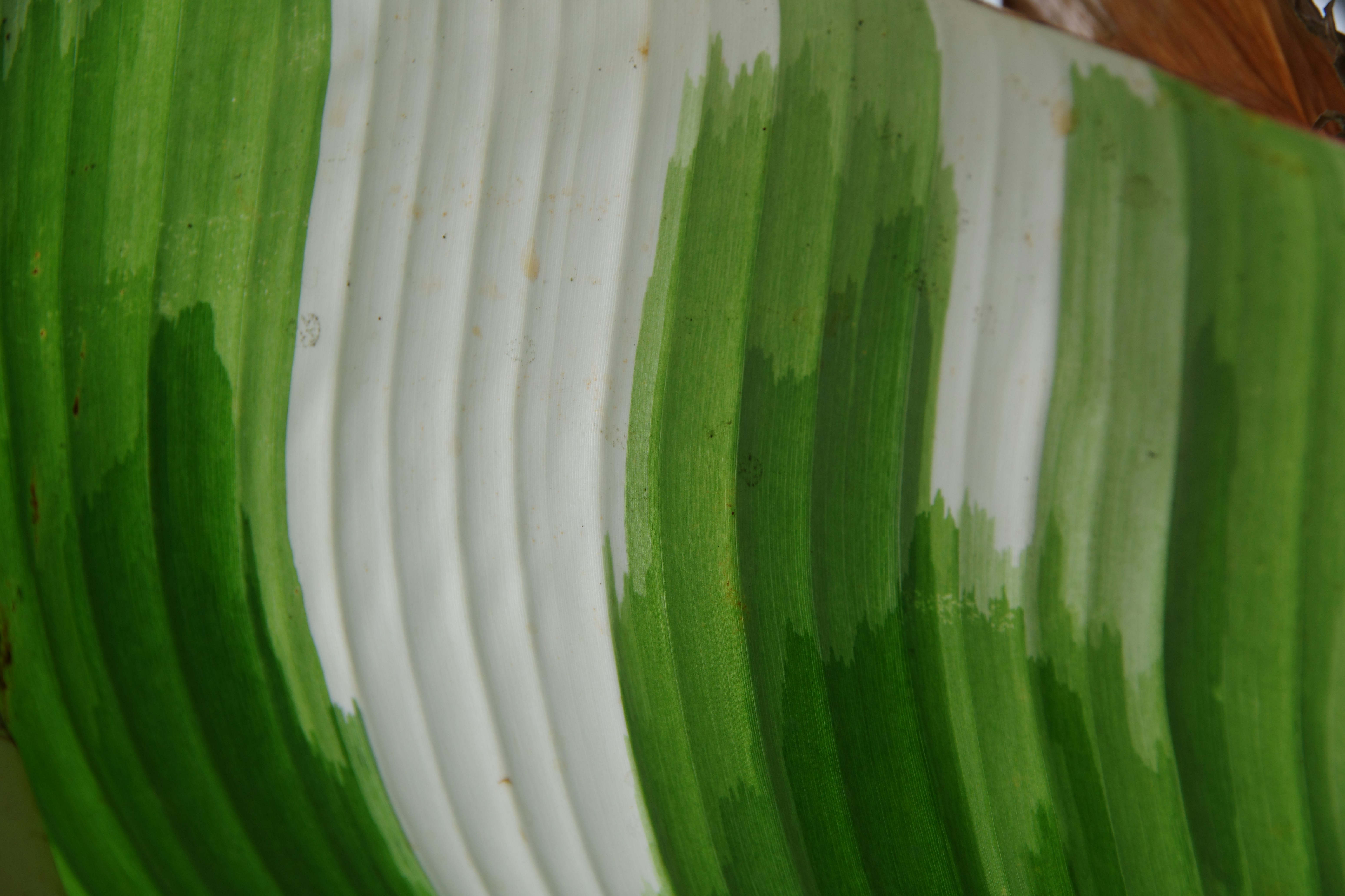 Striated Green: A Macro Portrait of a Variegated Leaf