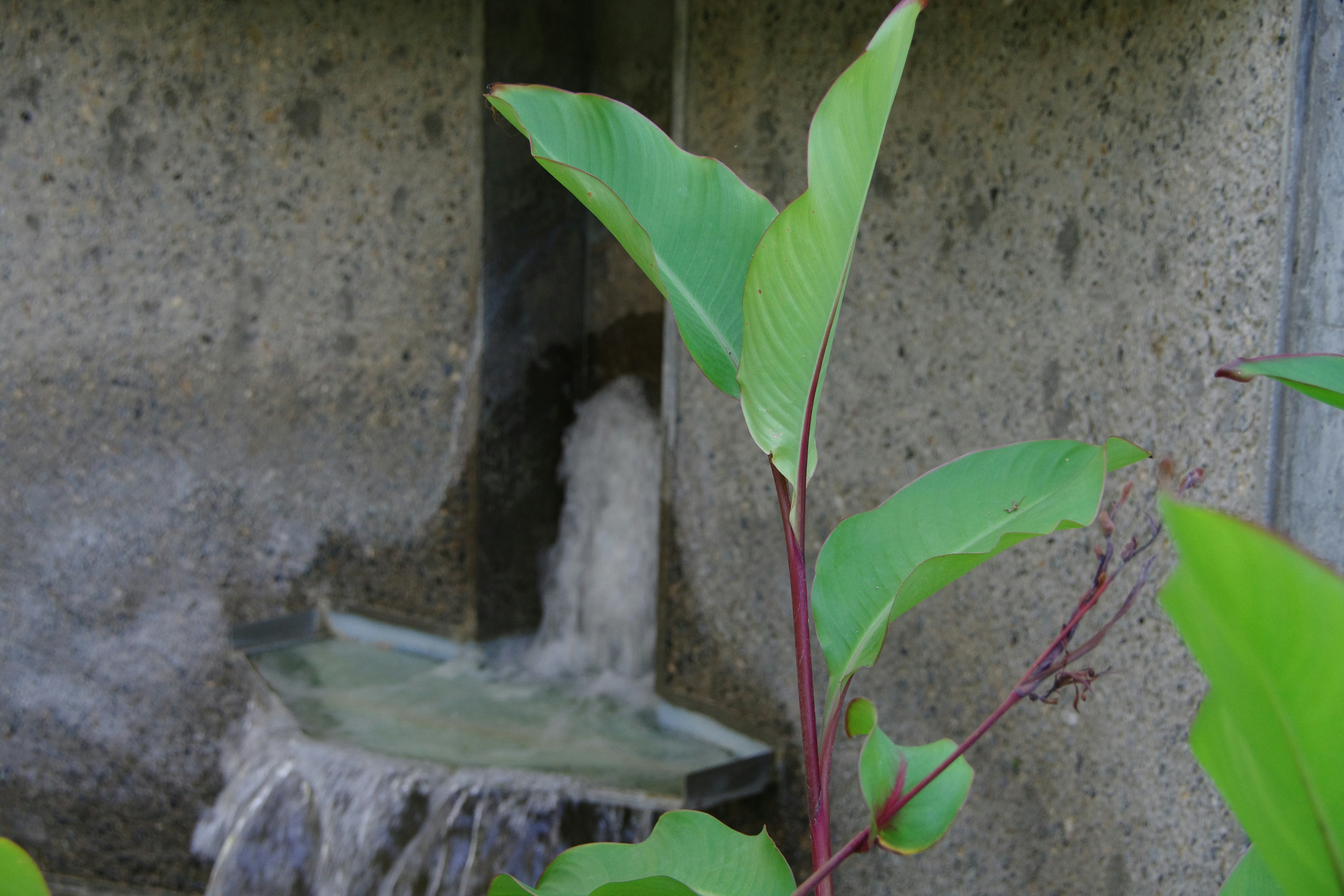 Quiet Cascade Framed by Spring Greenery Against a Textured Concrete Wall