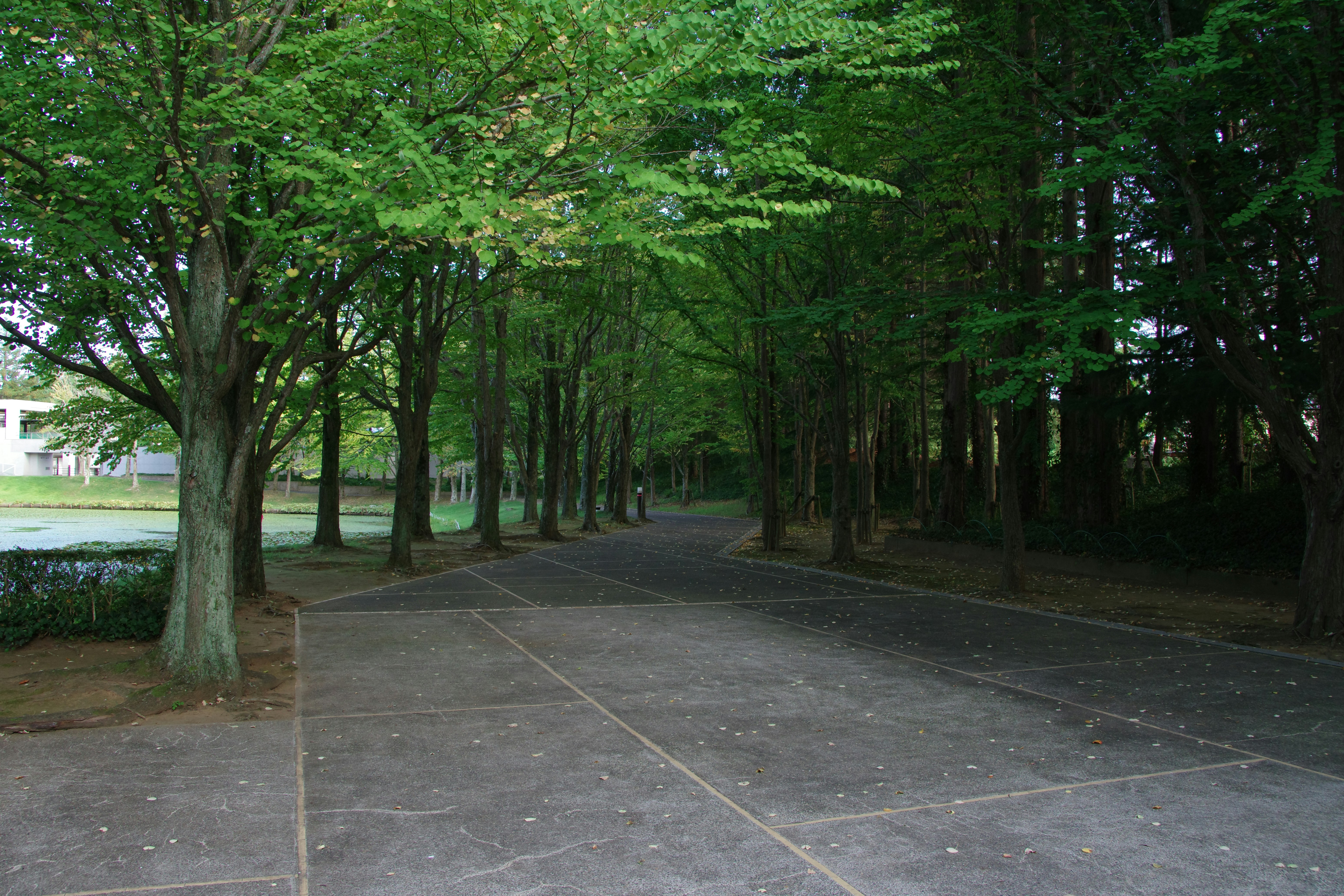 Beautiful green and flower garden、新緑と美しい花が織りなす絶景 A superb view of fresh greenery and beautiful flowers