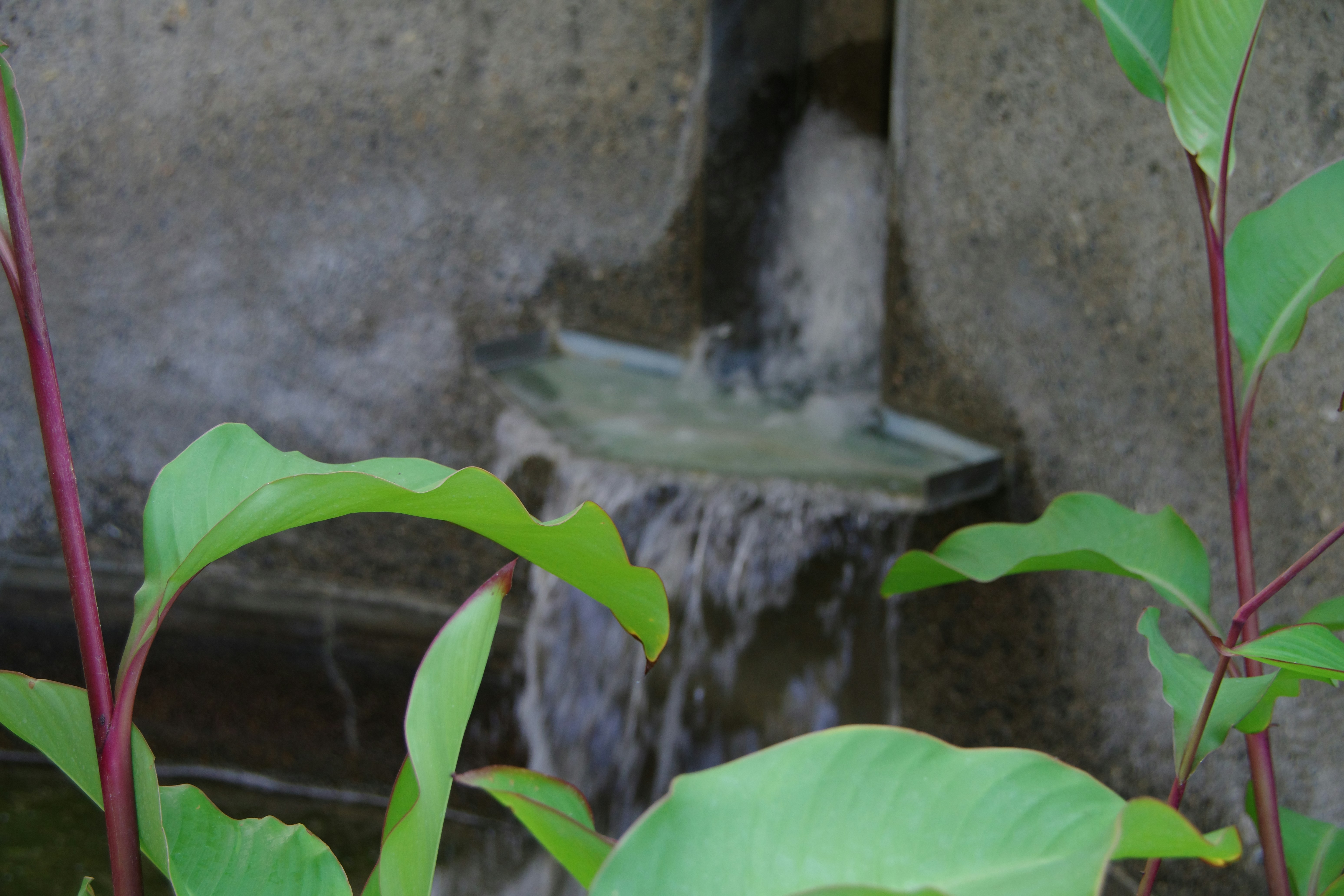Beautiful green and flower garden、新緑と美しい花が織りなす絶景 A superb view of fresh greenery and beautiful flowers
