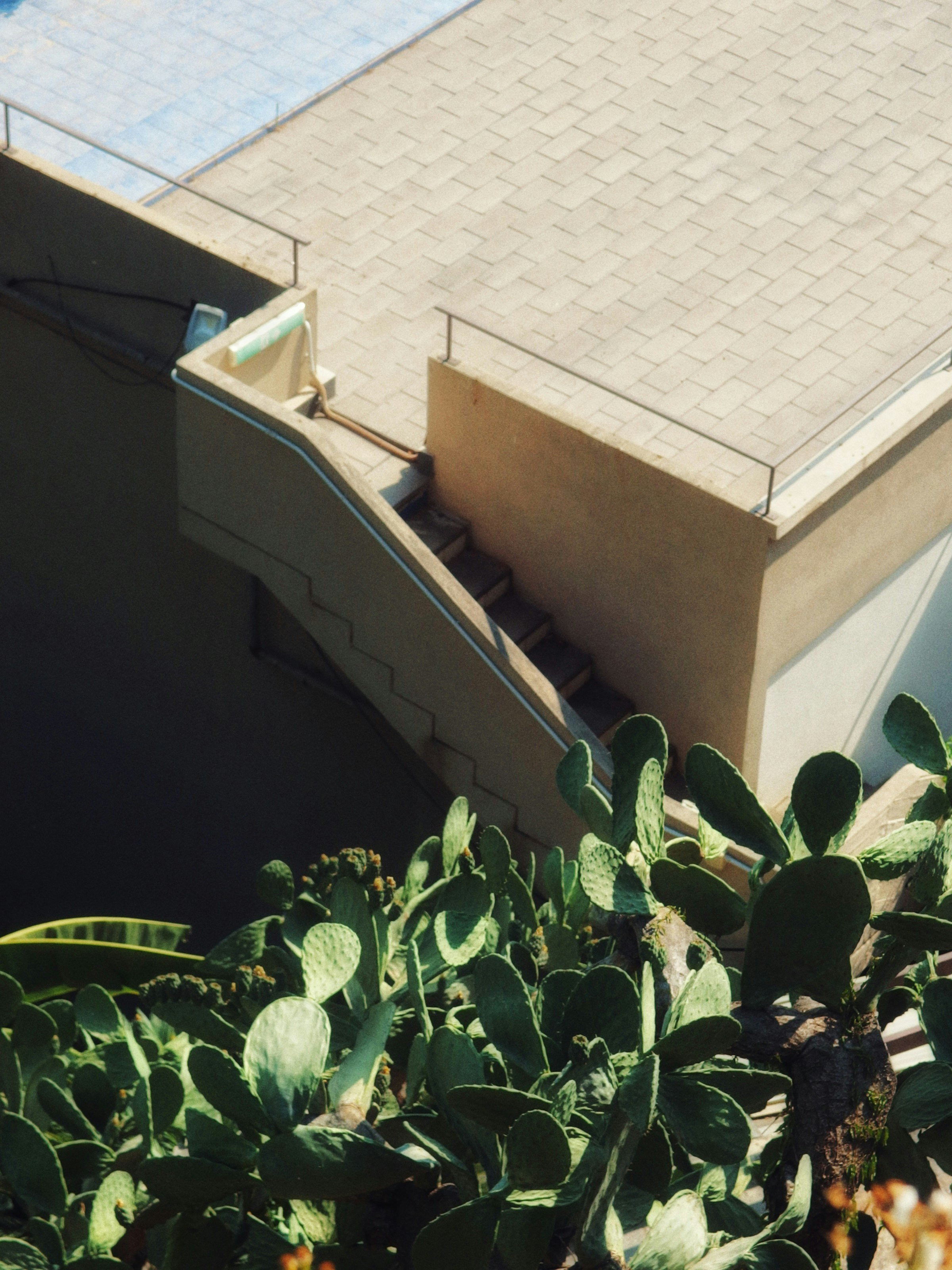 Architectural rooftop stairs curve between pale walls, with a dense patch of prickly pear cactus in the foreground.