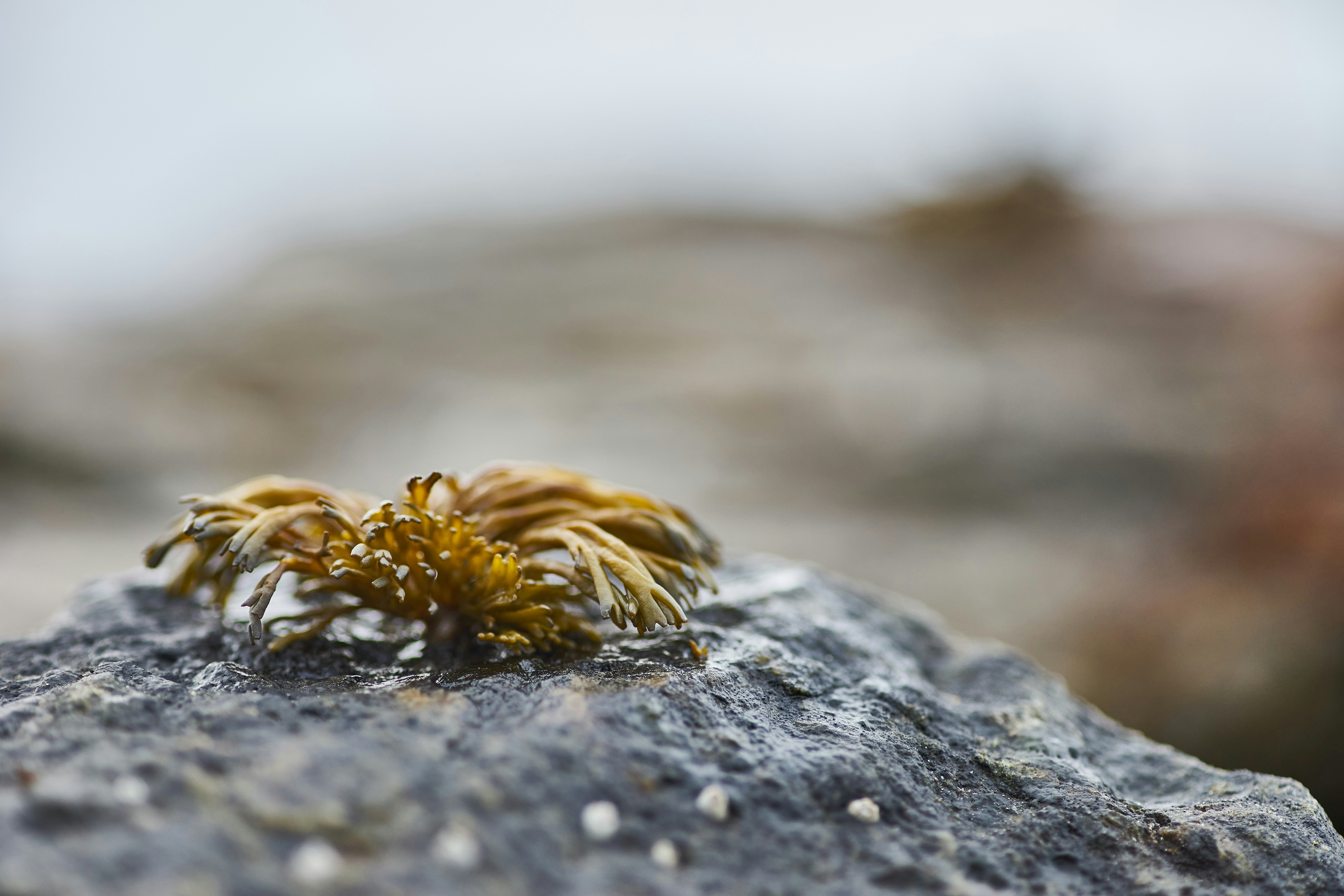 Granite Tide: A Minute Seaweed Frond Clinging to Timeworn Rock