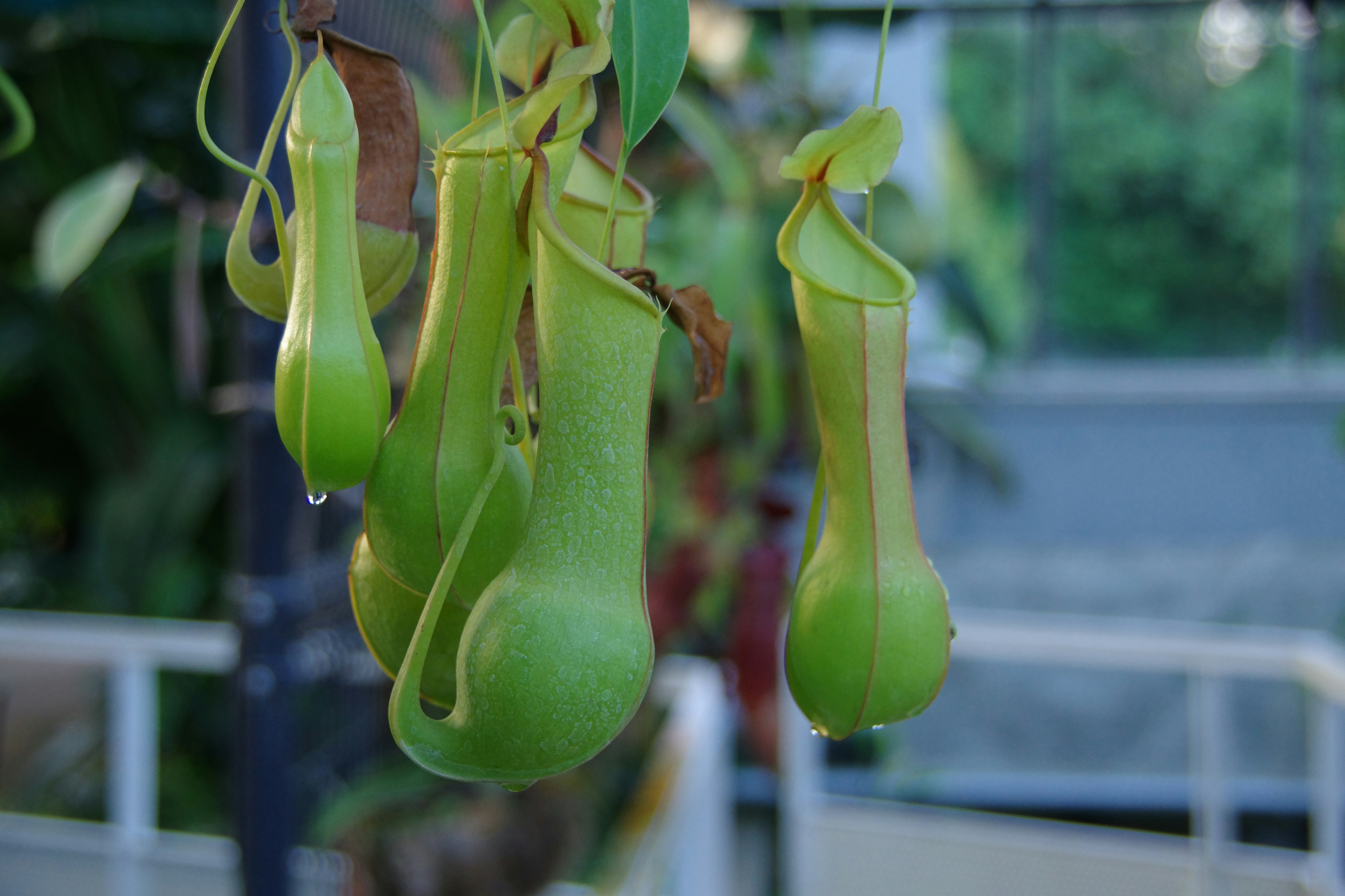 Beautiful green and flower garden、新緑と美しい花が織りなす絶景 A superb view of fresh greenery and beautiful flowers