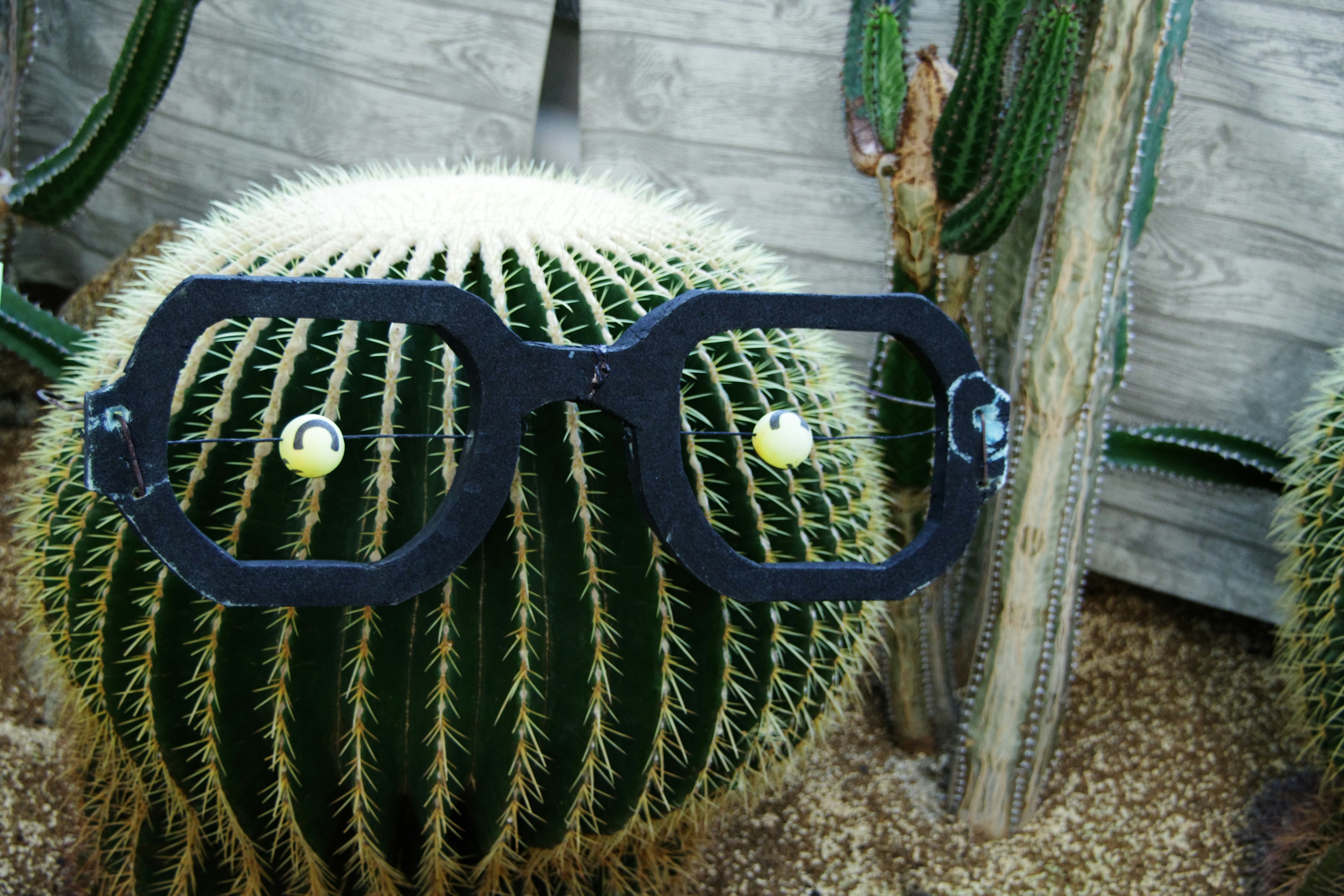 Nerdy Eyewear on a Barrel Cactus: A Desert Portrait