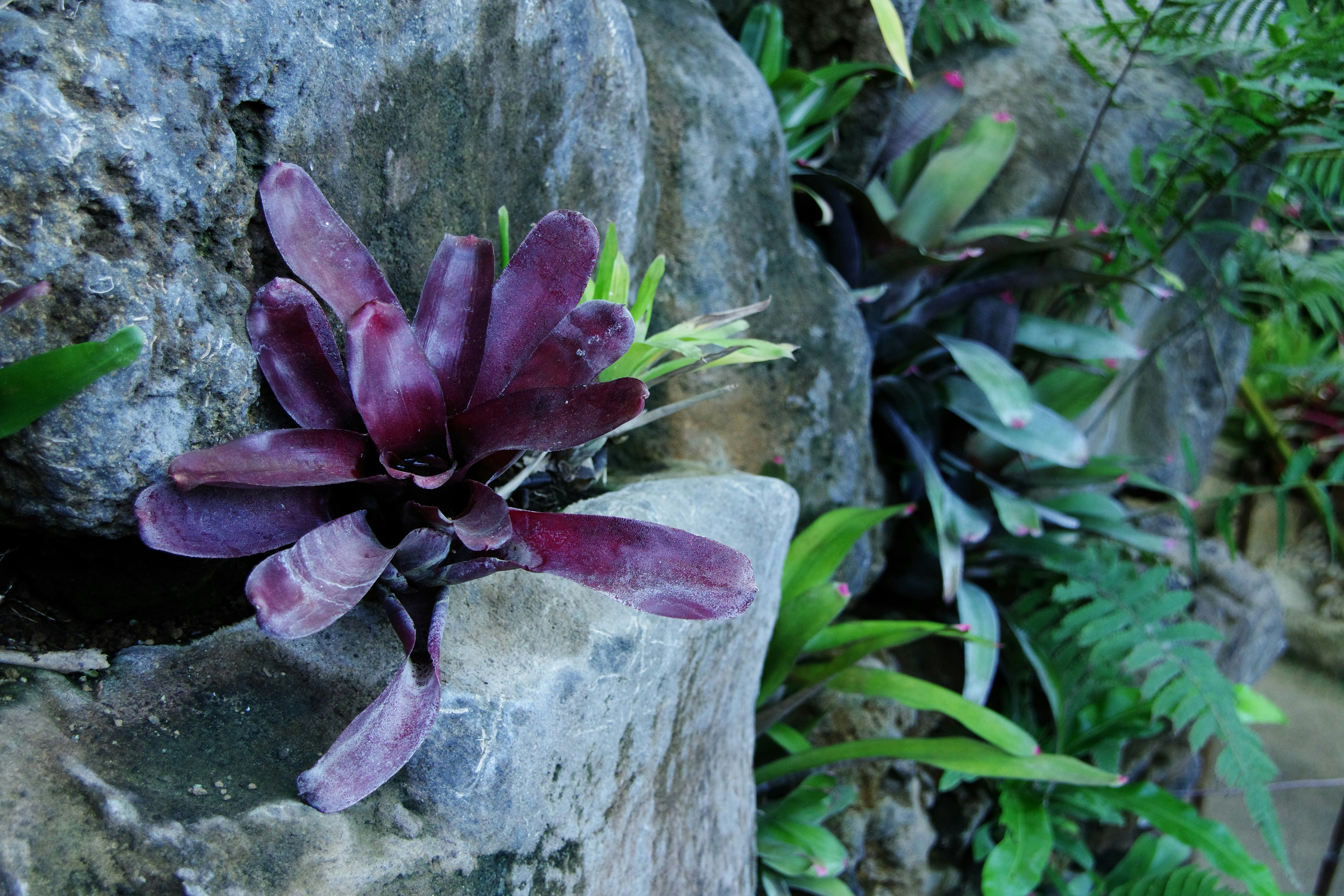 Beautiful green and flower garden、新緑と美しい花が織りなす絶景 A superb view of fresh greenery and beautiful flowers