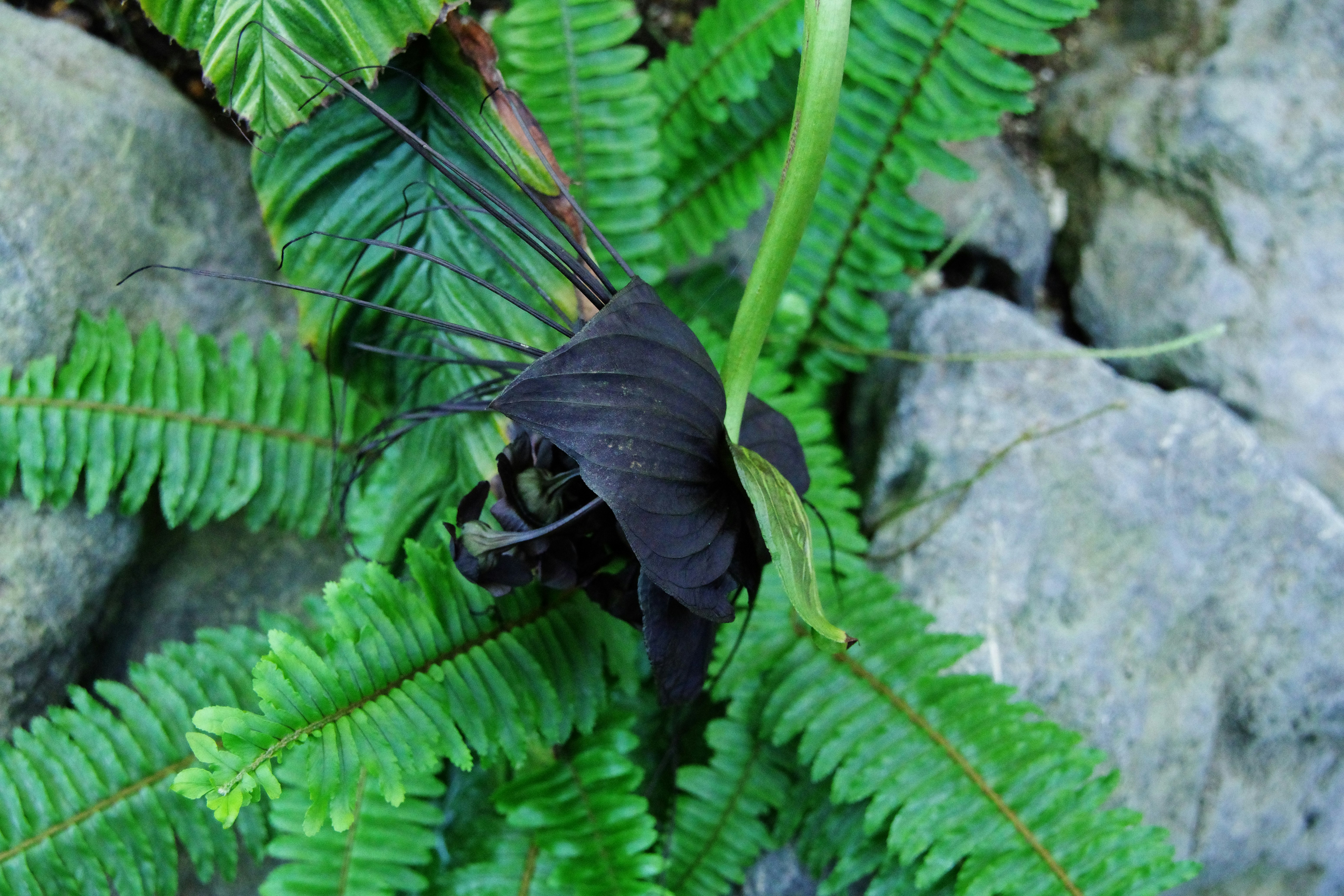 Beautiful green and flower garden、新緑と美しい花が織りなす絶景 A superb view of fresh greenery and beautiful flowers