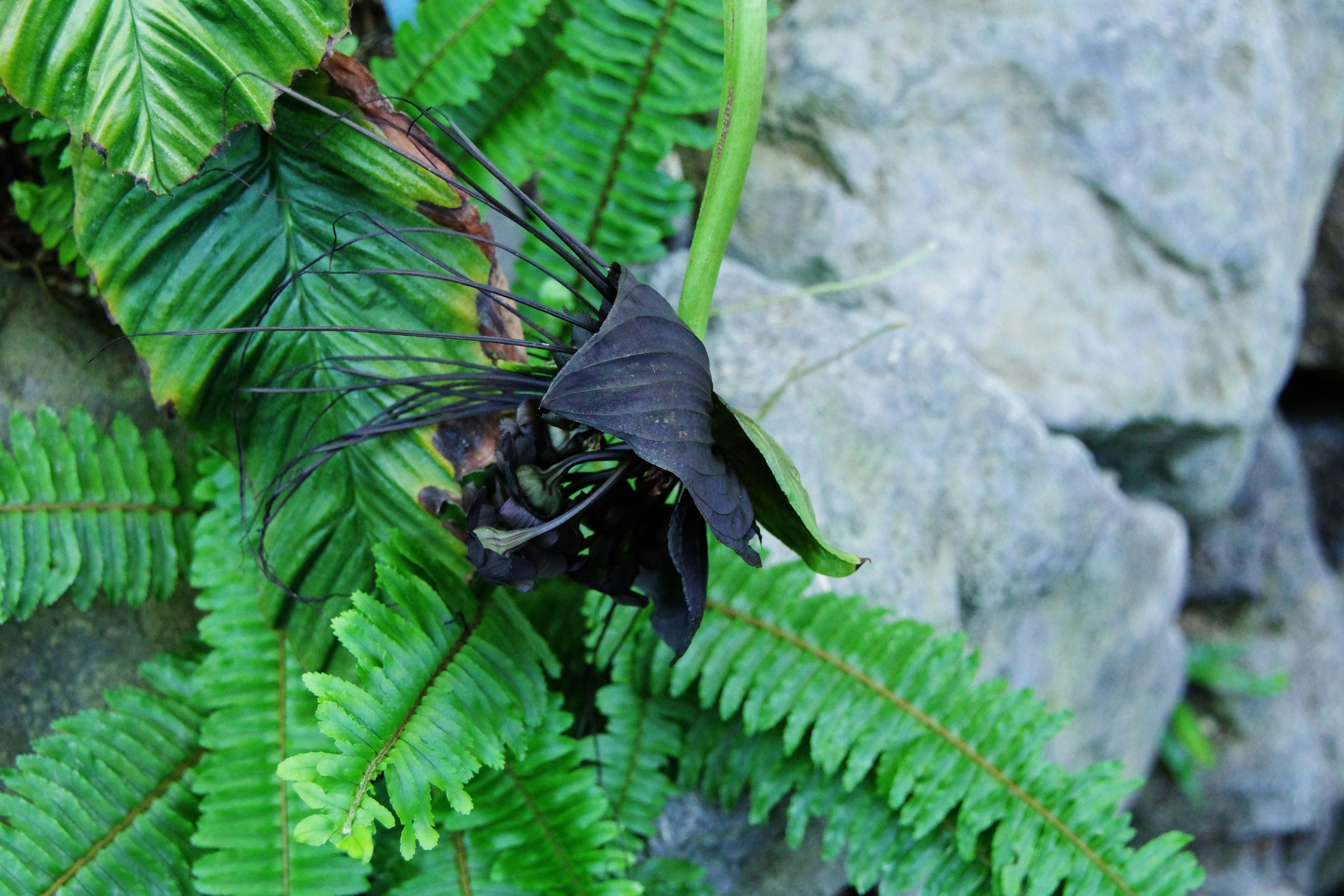 Beautiful green and flower garden、新緑と美しい花が織りなす絶景 A superb view of fresh greenery and beautiful flowers