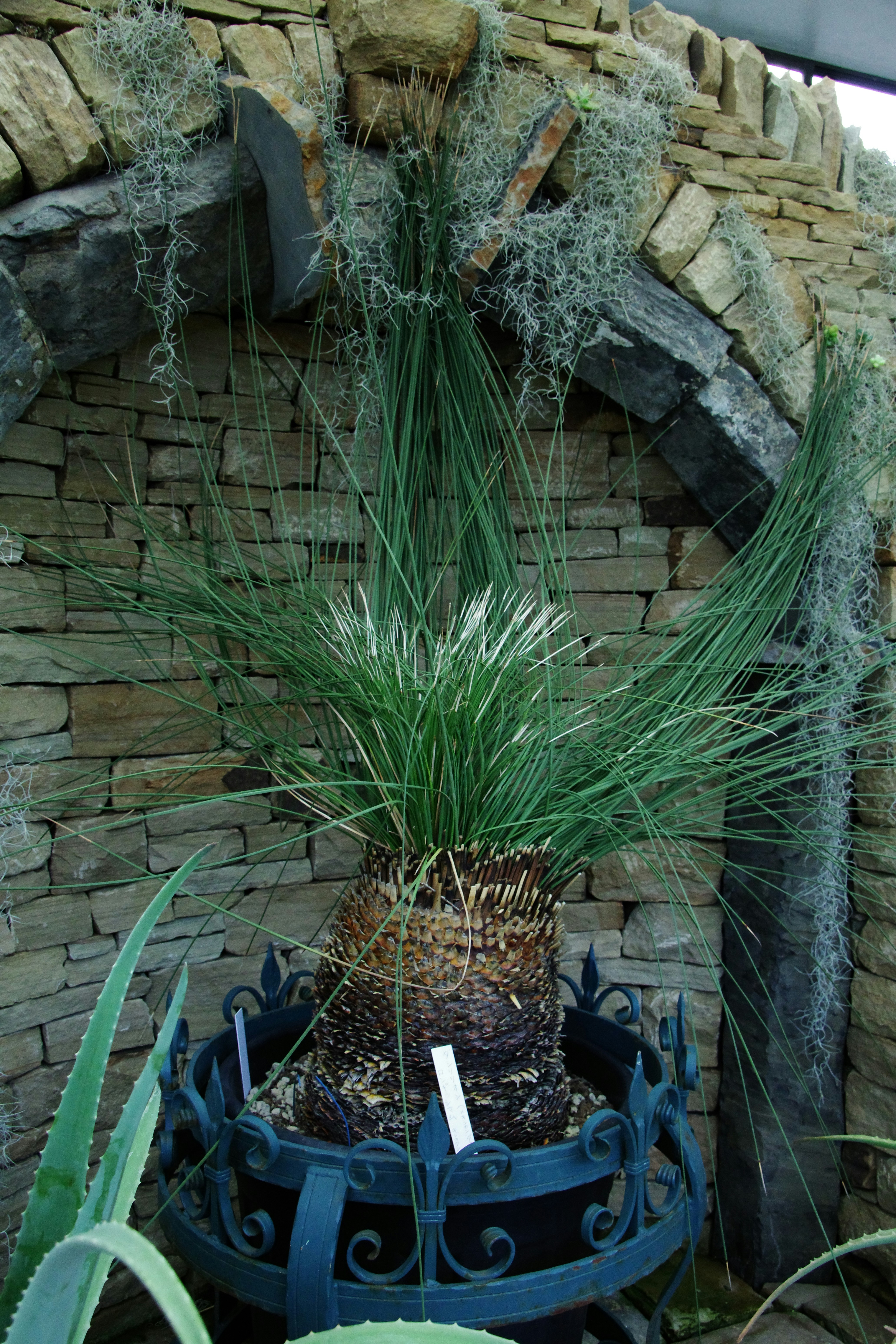 Centerpiece Palm in an Ornate Blue Planter Under a Weathered Stone Arch