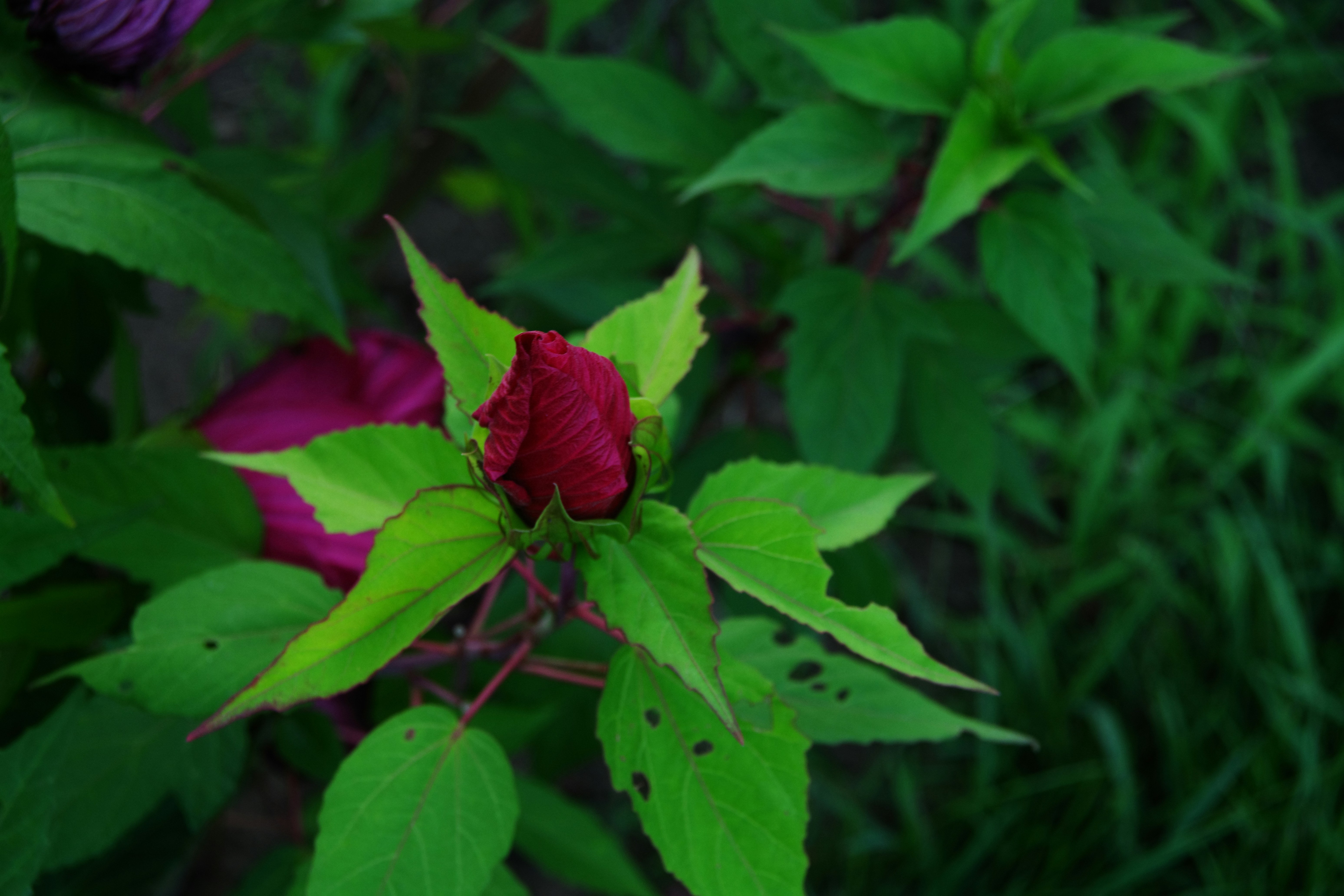 Red Rosebud Among Emerald Leaves: A Tight Close-Up