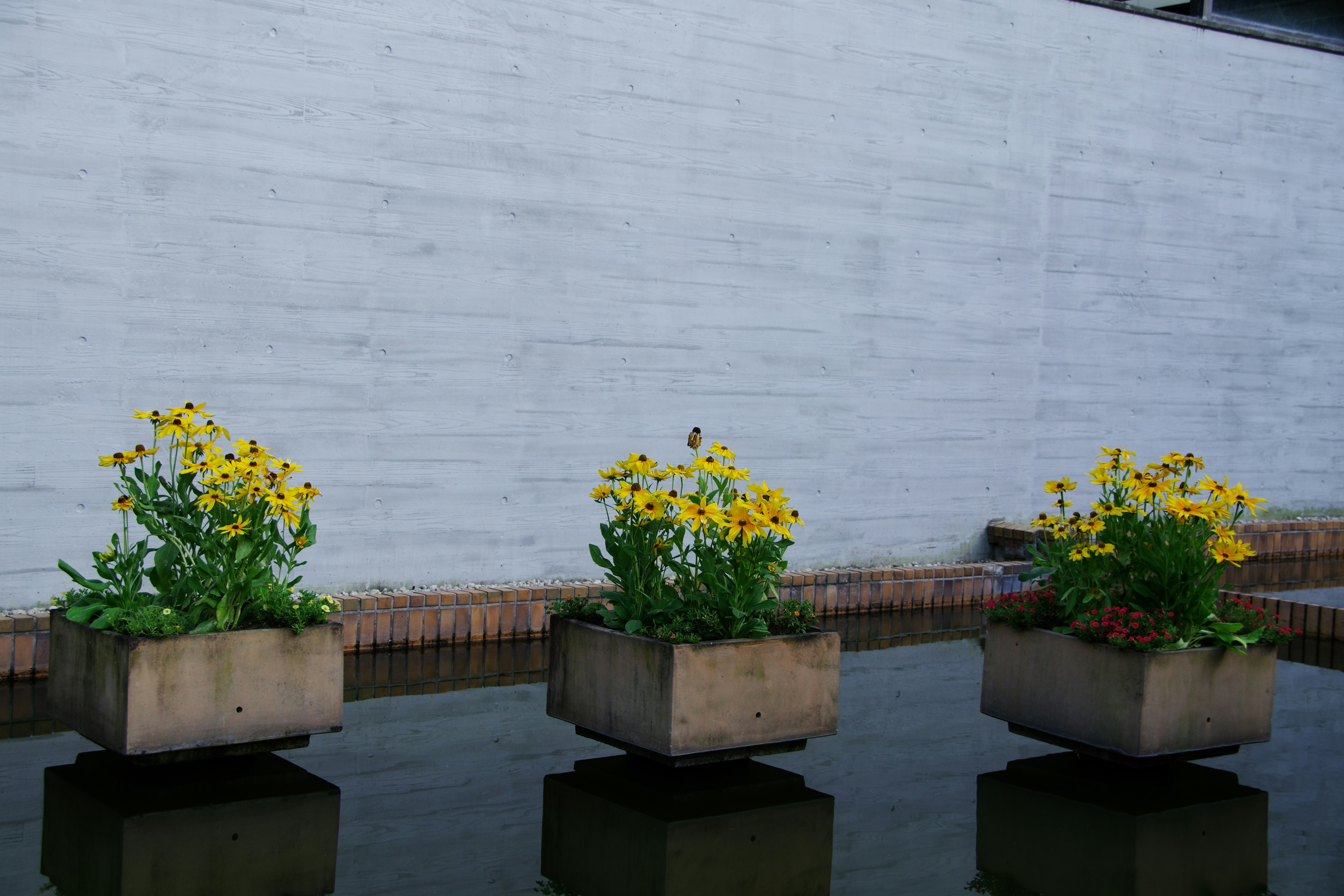 Three Concrete Planters Carry Yellow Blooms Over a Quiet Reflective Pool