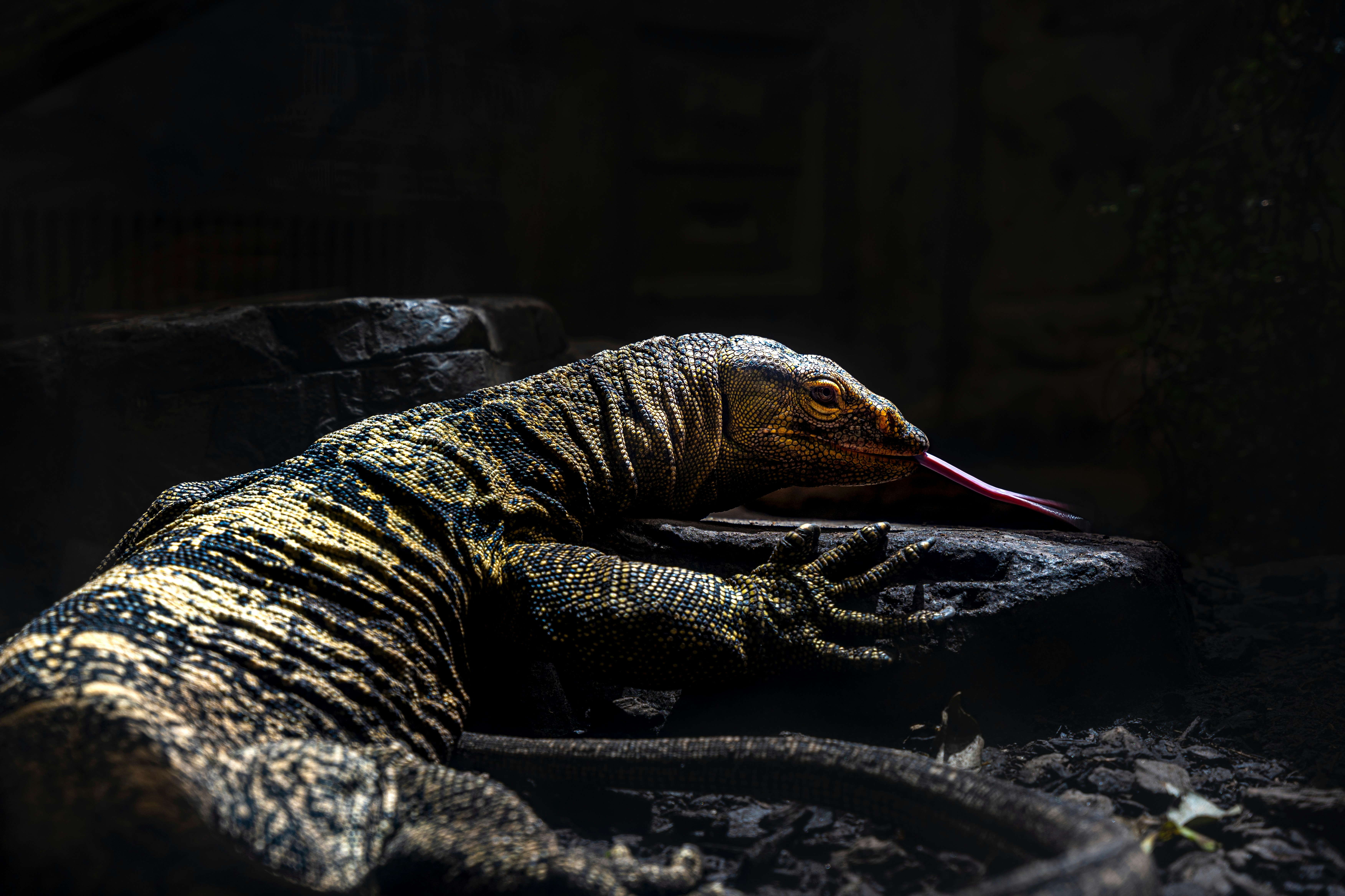 Tongue Flick on a Dark Rock: A Monitor Lizard at Rest