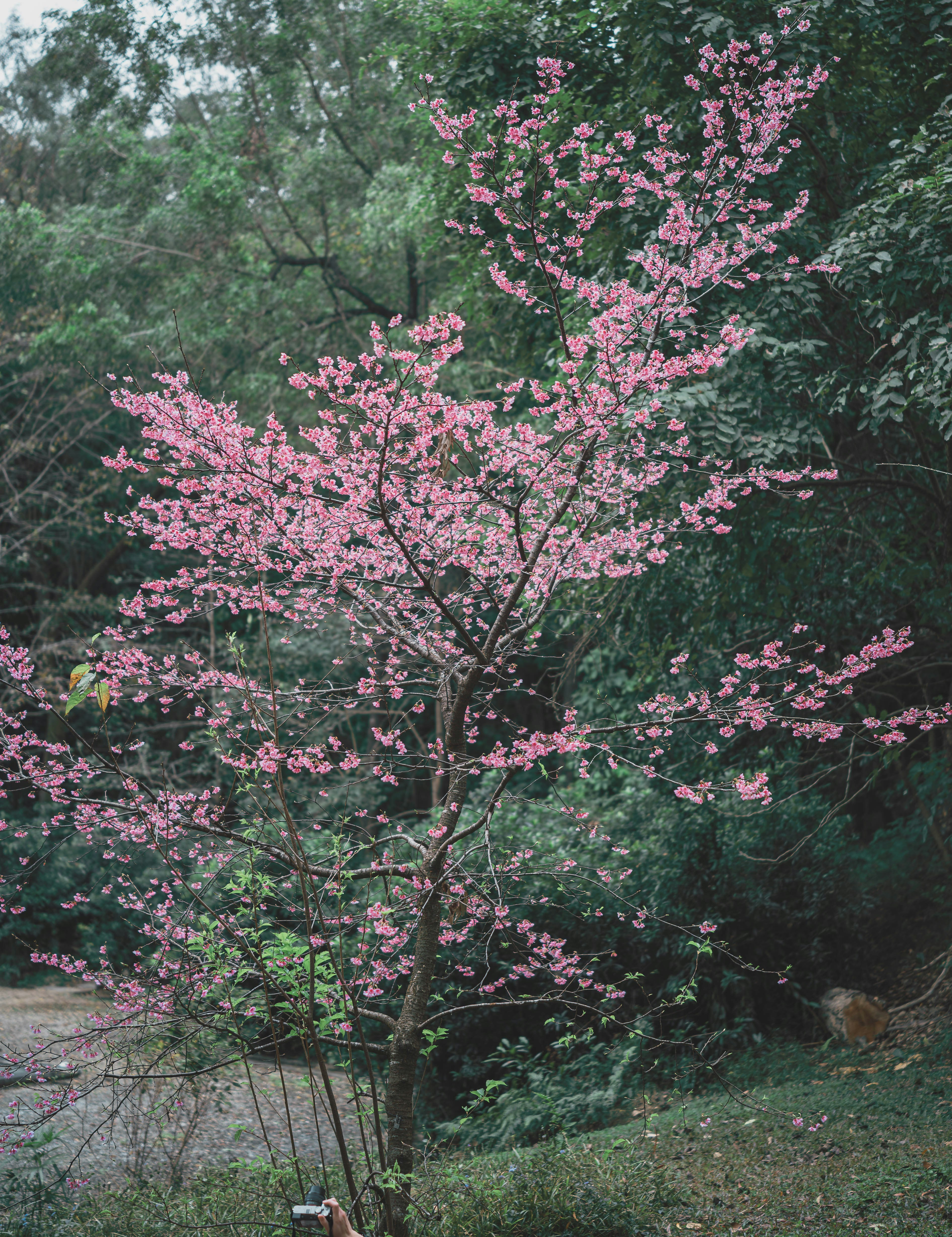 Petal Atlas: A Pink-Cherry Blossom Crown Over a Quiet Garden