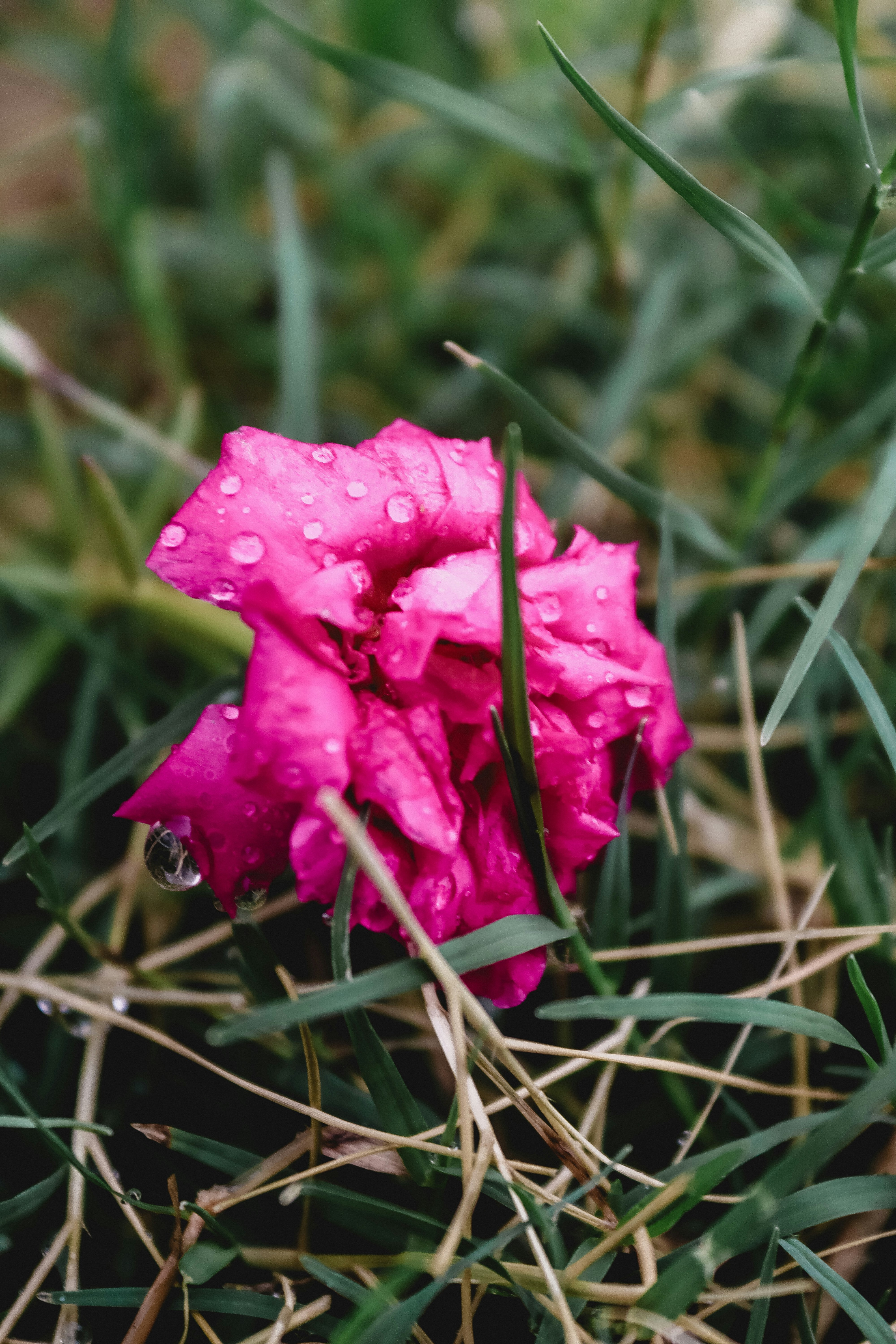 Dew-kissed Magenta Blossom Nestled in Grass