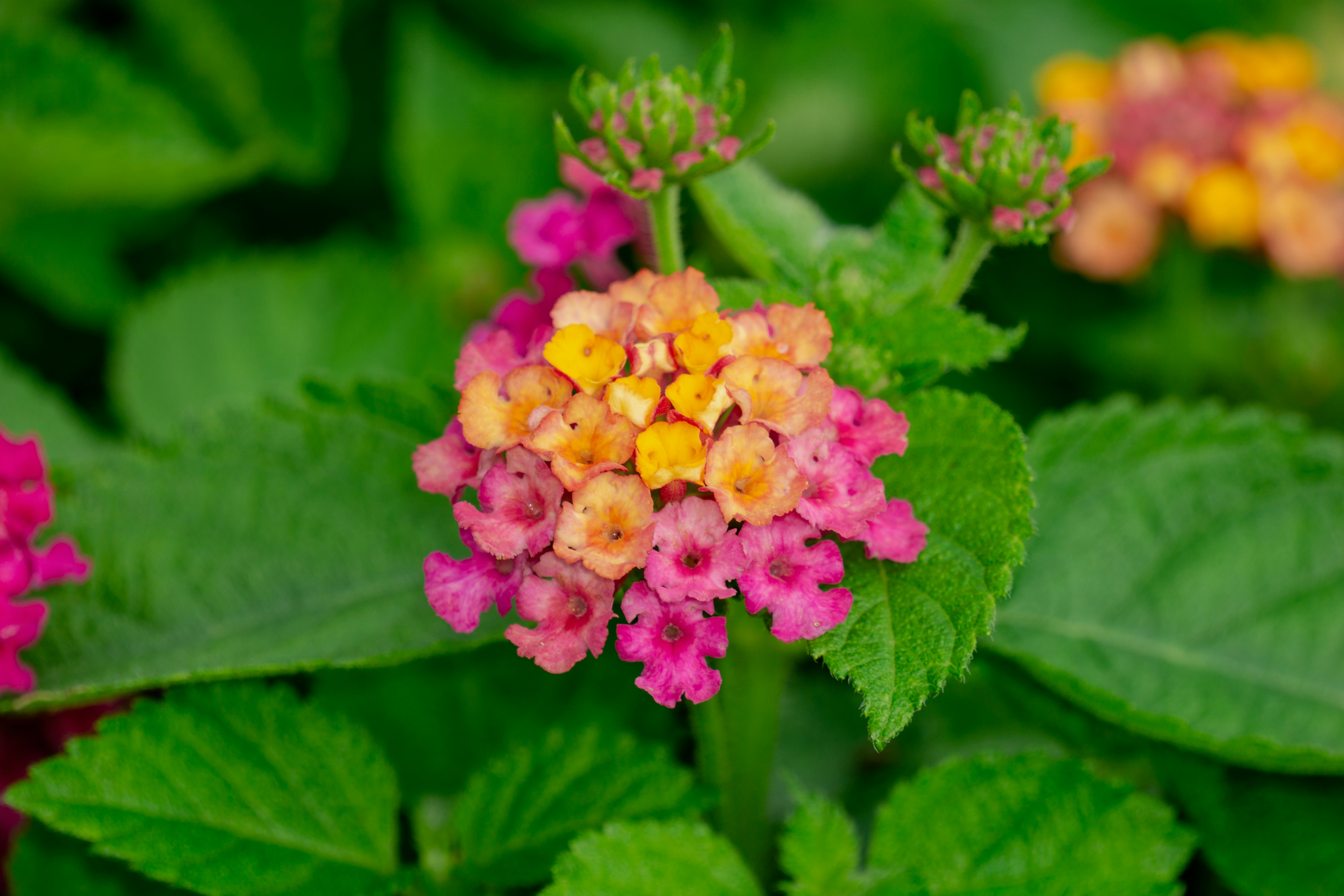 How to Grow and Care for Lantana