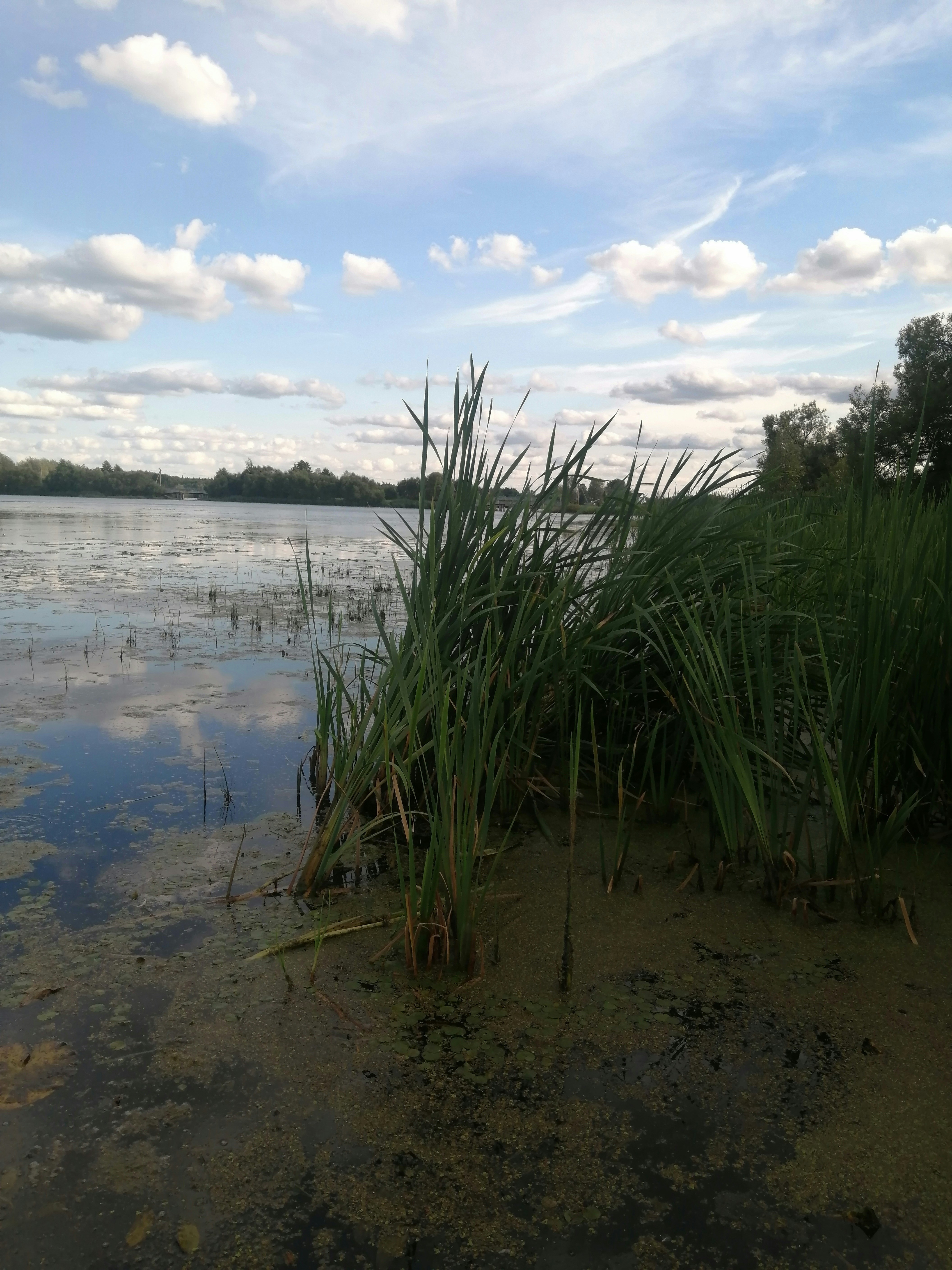 Reeds at the Lake's Edge Under a Sky Scattered with Clouds
