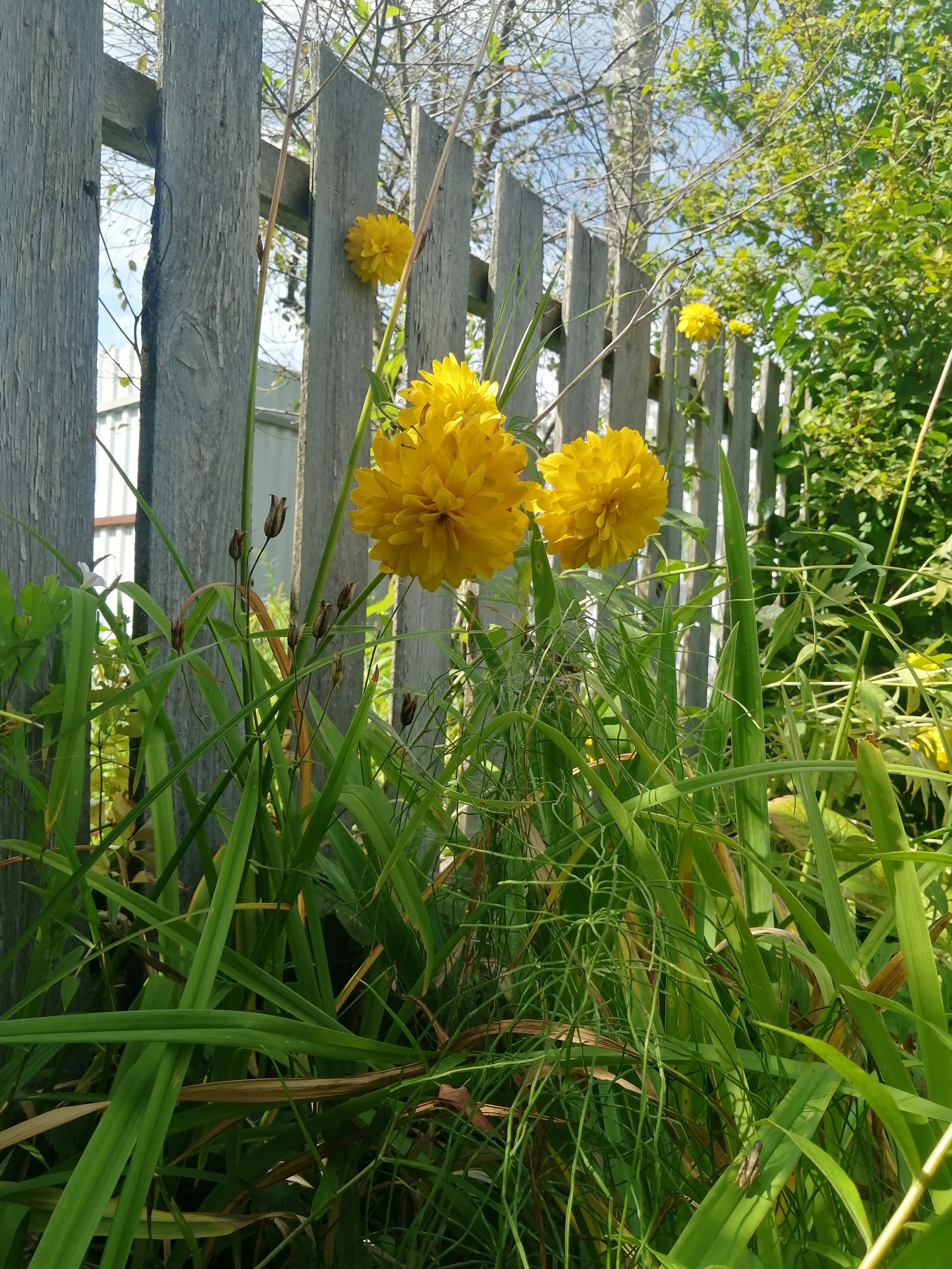 Sun-kissed Daffodils Stand Guard Along a Weathered Fence