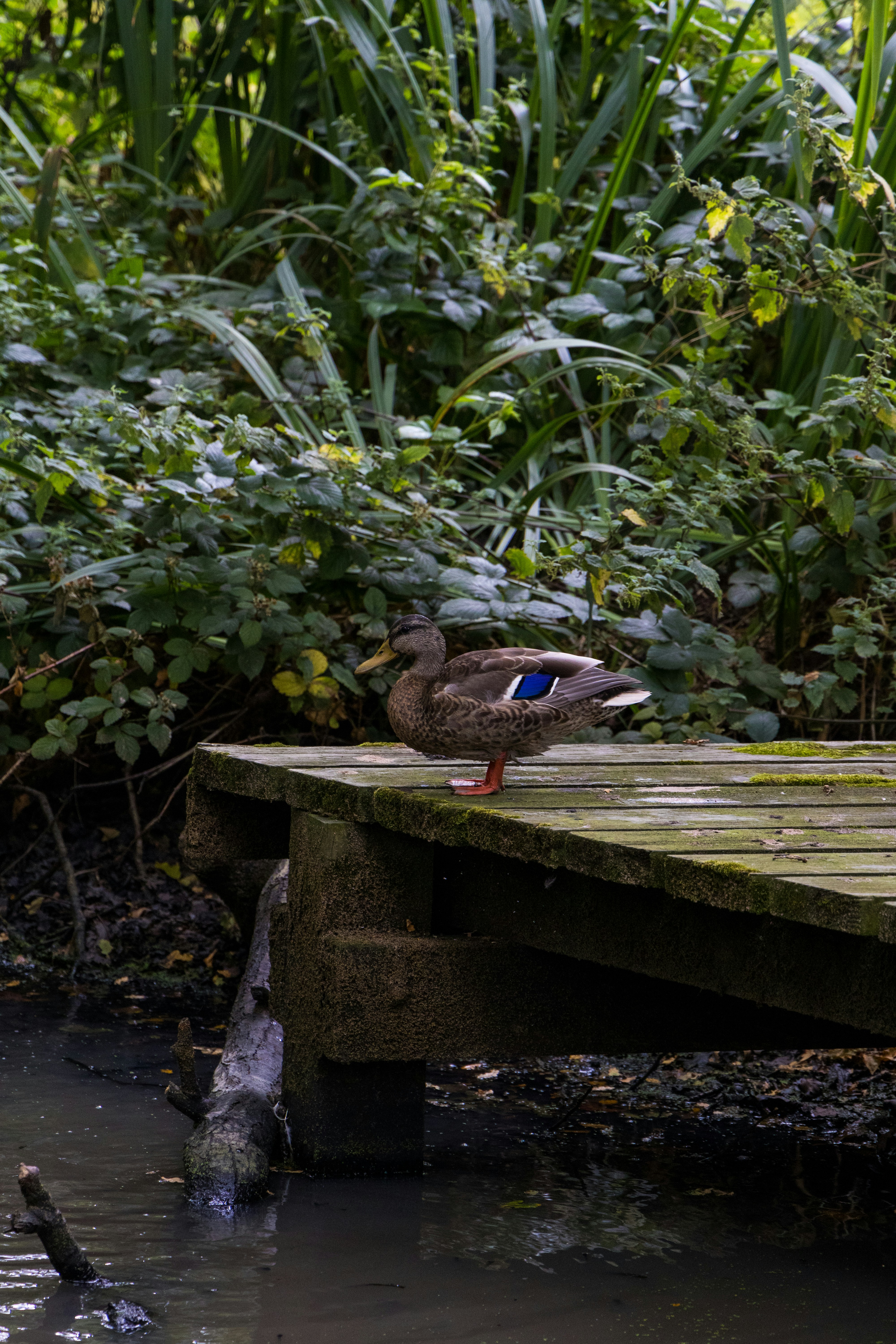 Mallard on a Weathered Dock Beneath a Sea of Green