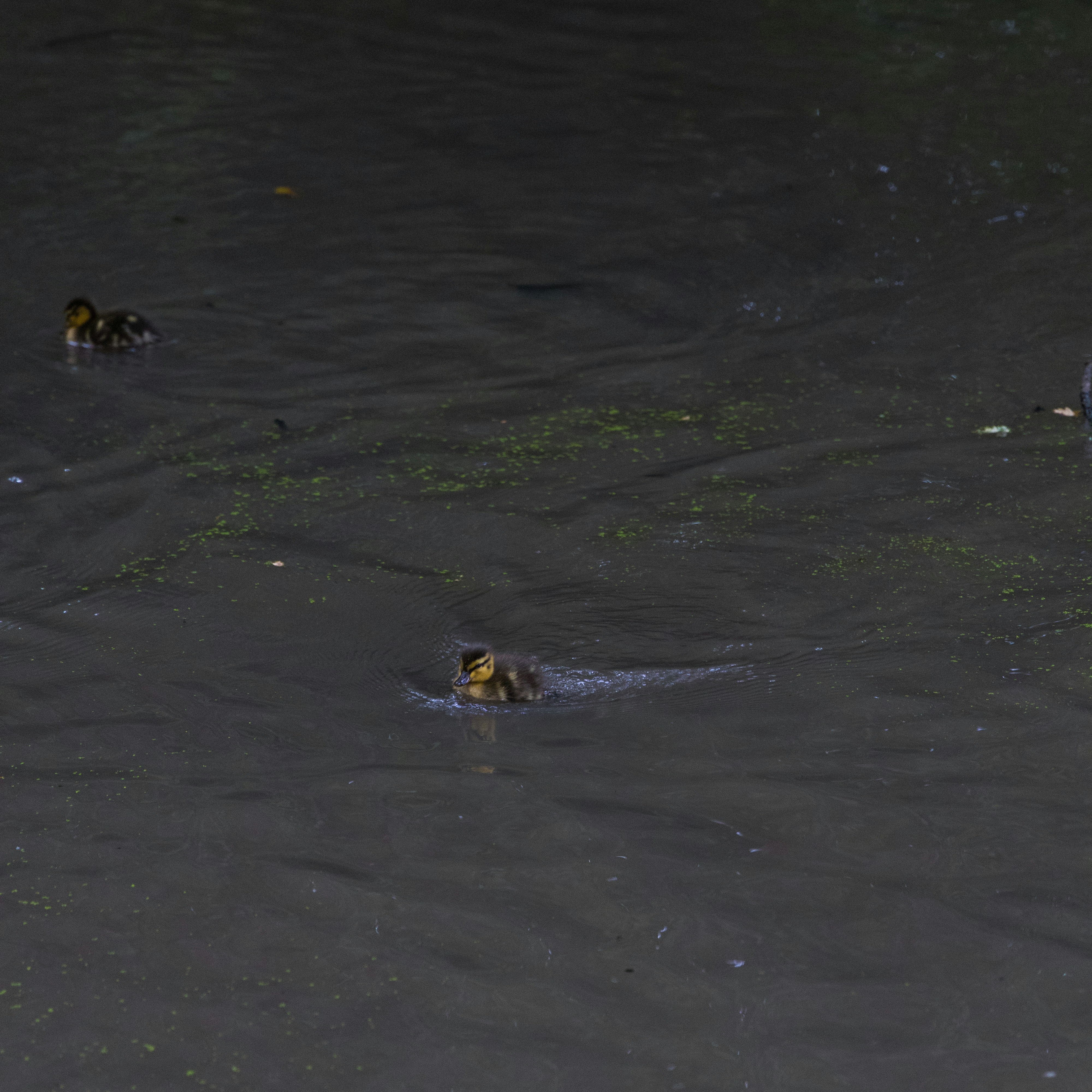 Low-Light Lullaby: Ducks Glide Through a Murky Backwater