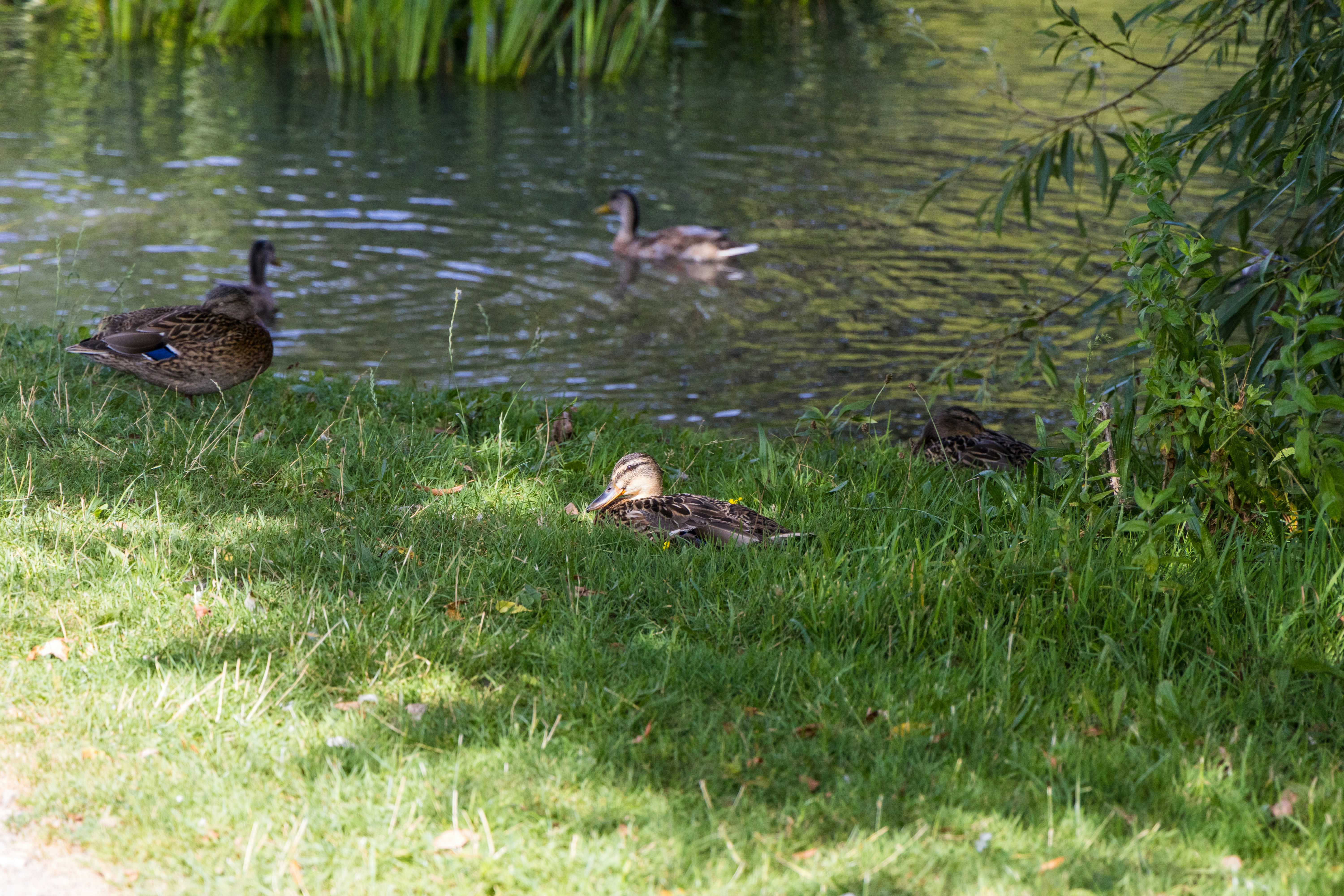 Photo by David Farkas with Canon EOS R50