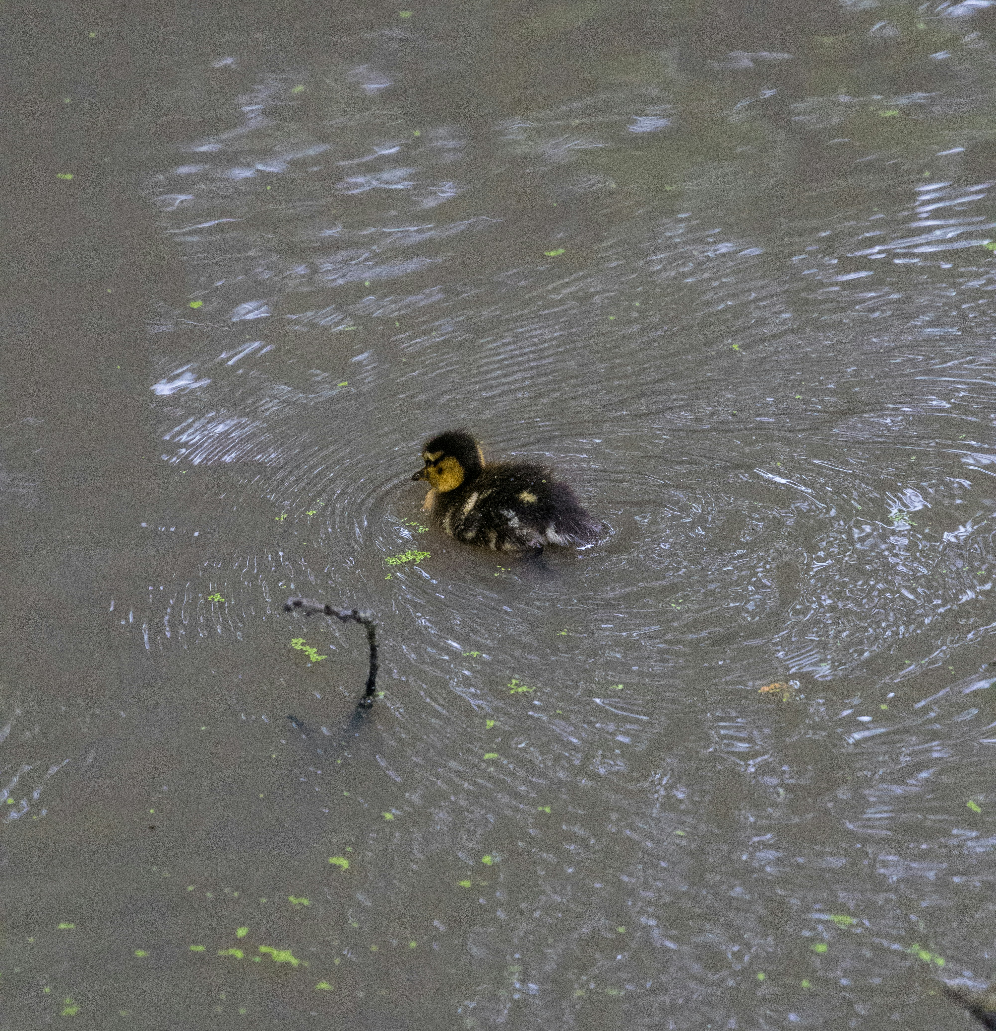 Lone Duckling in a Ring of Ripples on a Murky Pond
