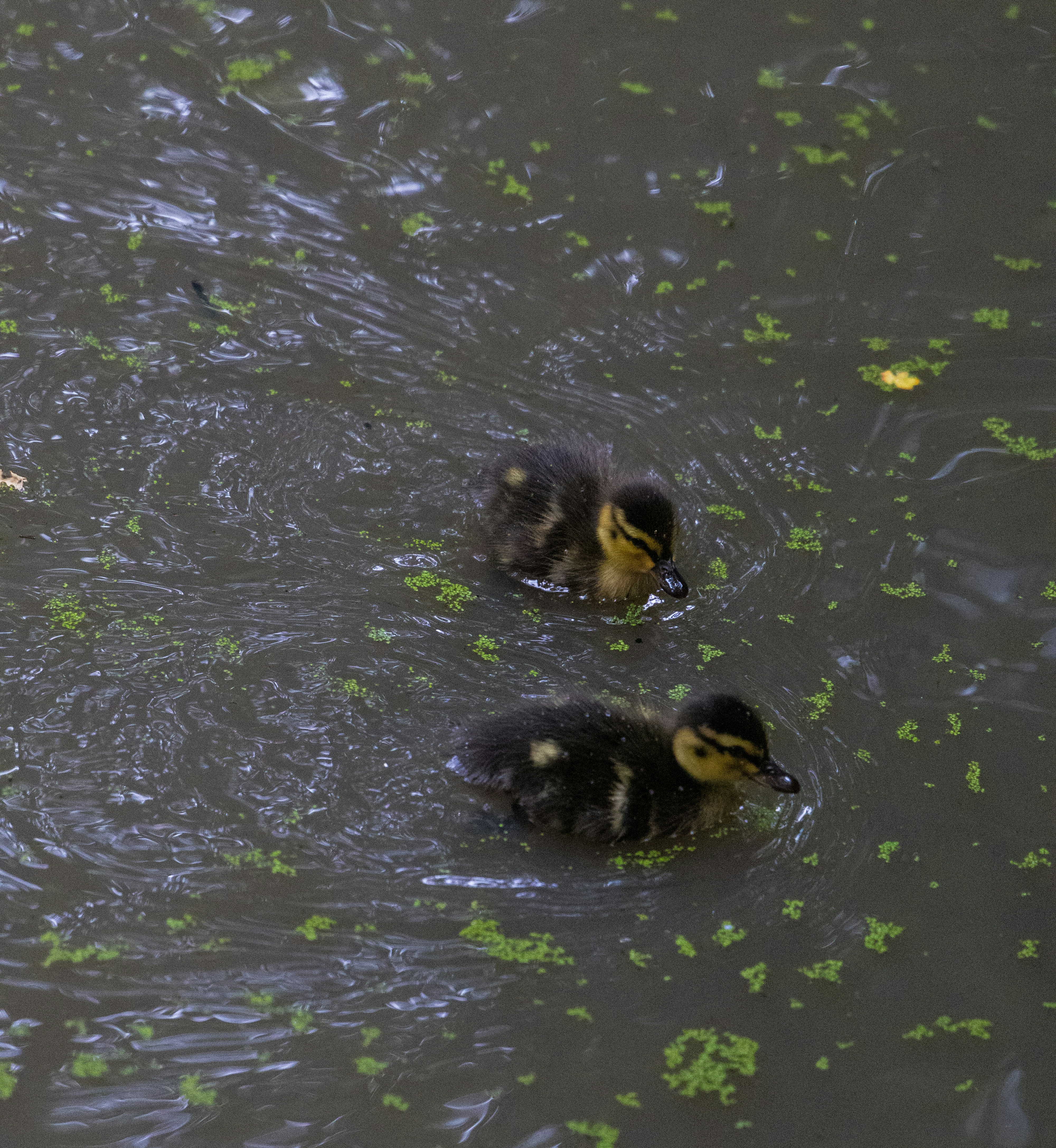 Duo Ducklings Glide Through Algae-Speckled Pond