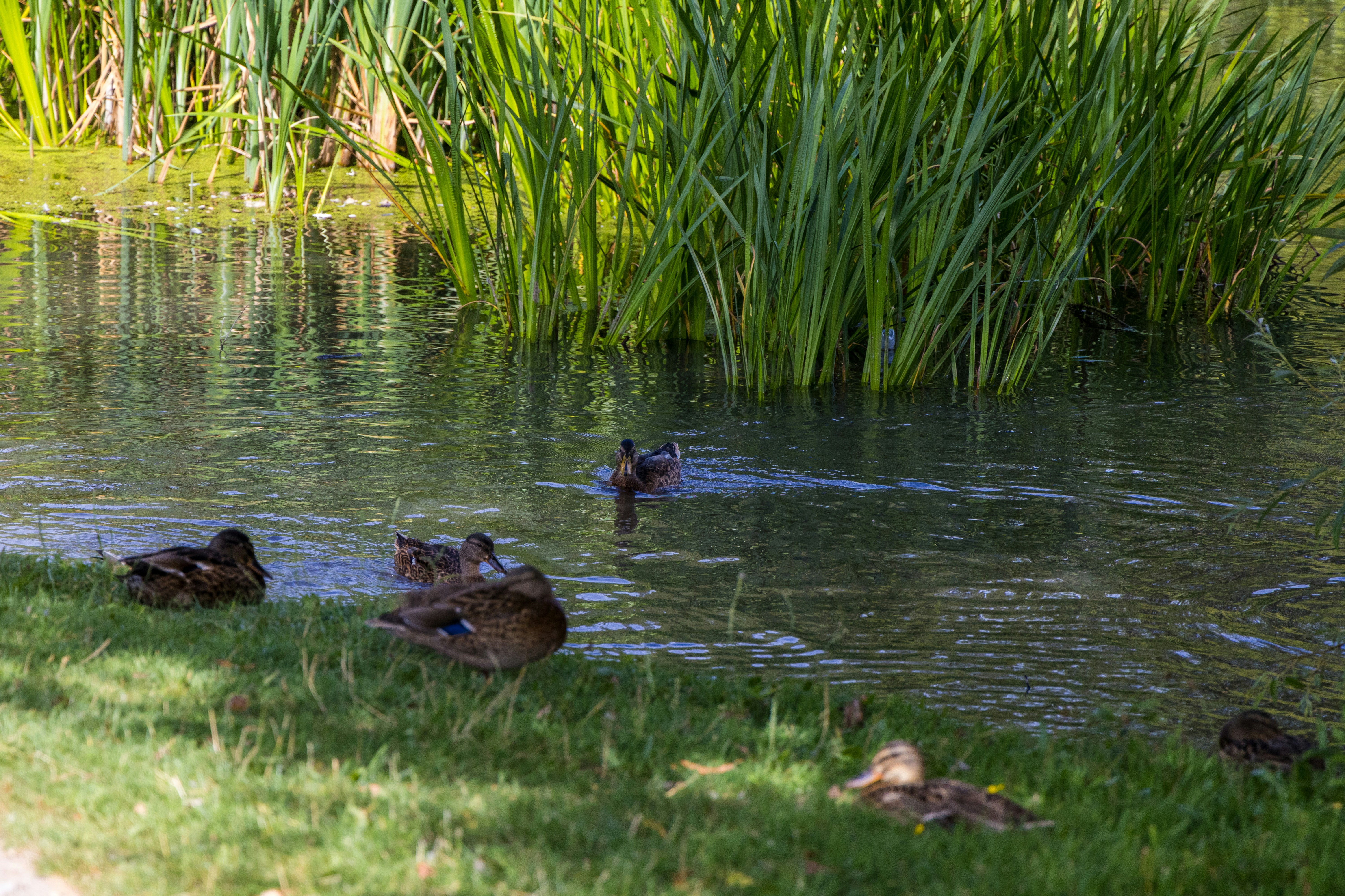 Ducks at the Quiet Pond: Reeds, Ripples, and Morning Light