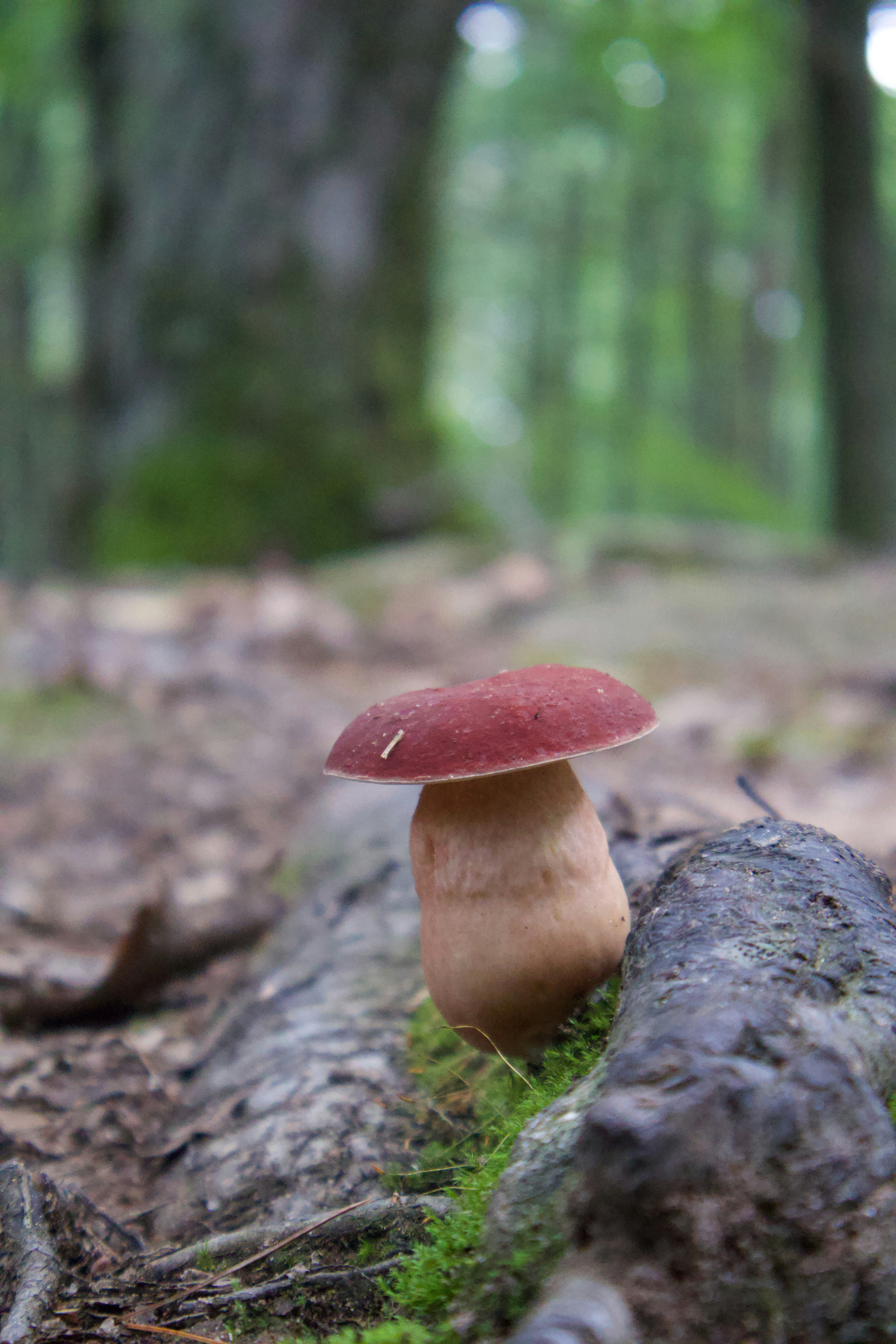 Nature's Hidden Gem: The Forest's Fungal Marvel