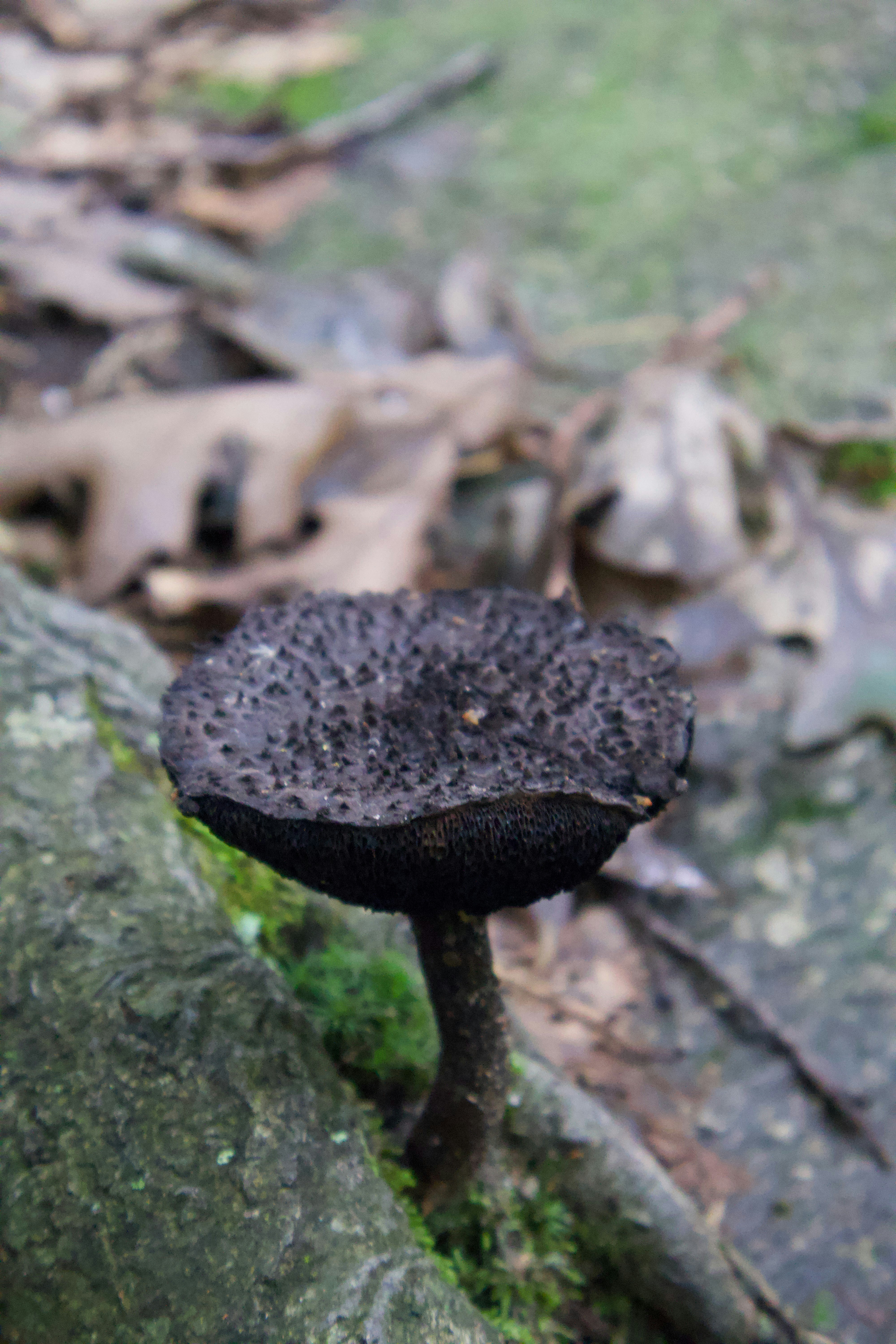 Dark Crown on Mossy Stone: A Quiet Forest Close-Up