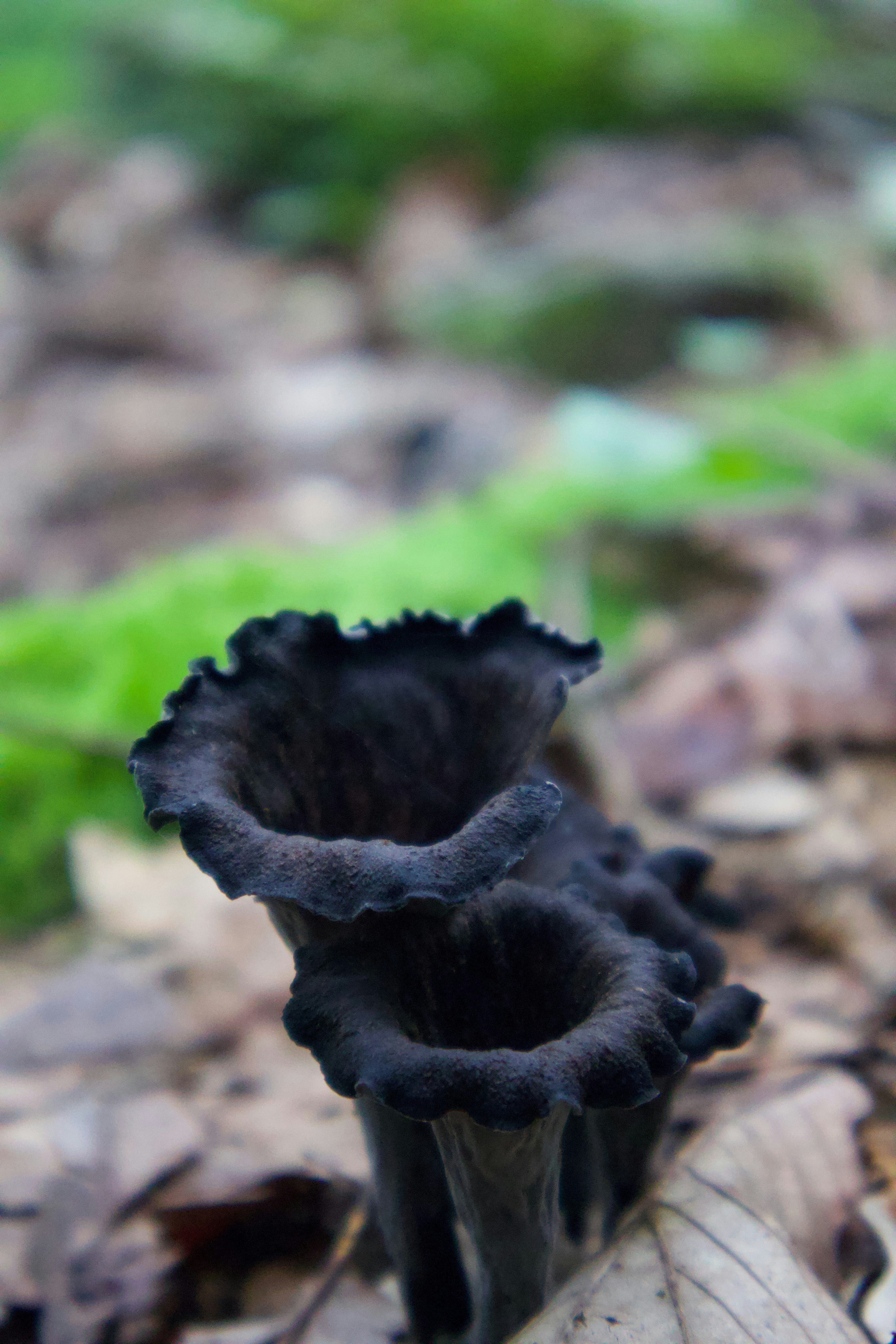 Velvet-Crowned Cups Carving the Quiet Forest Floor
