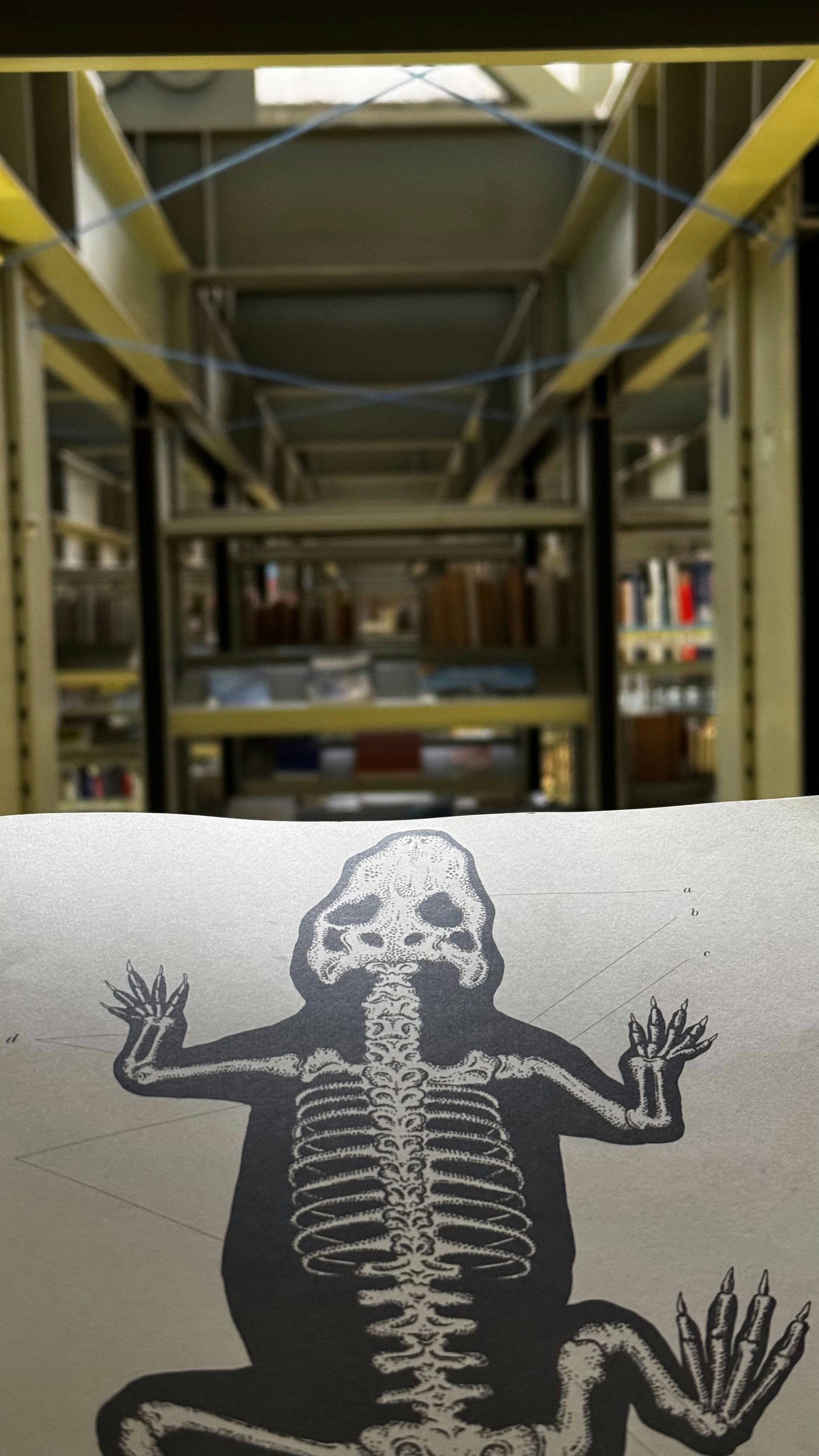 Skeleton Sketch in an Industrial Library Aisle