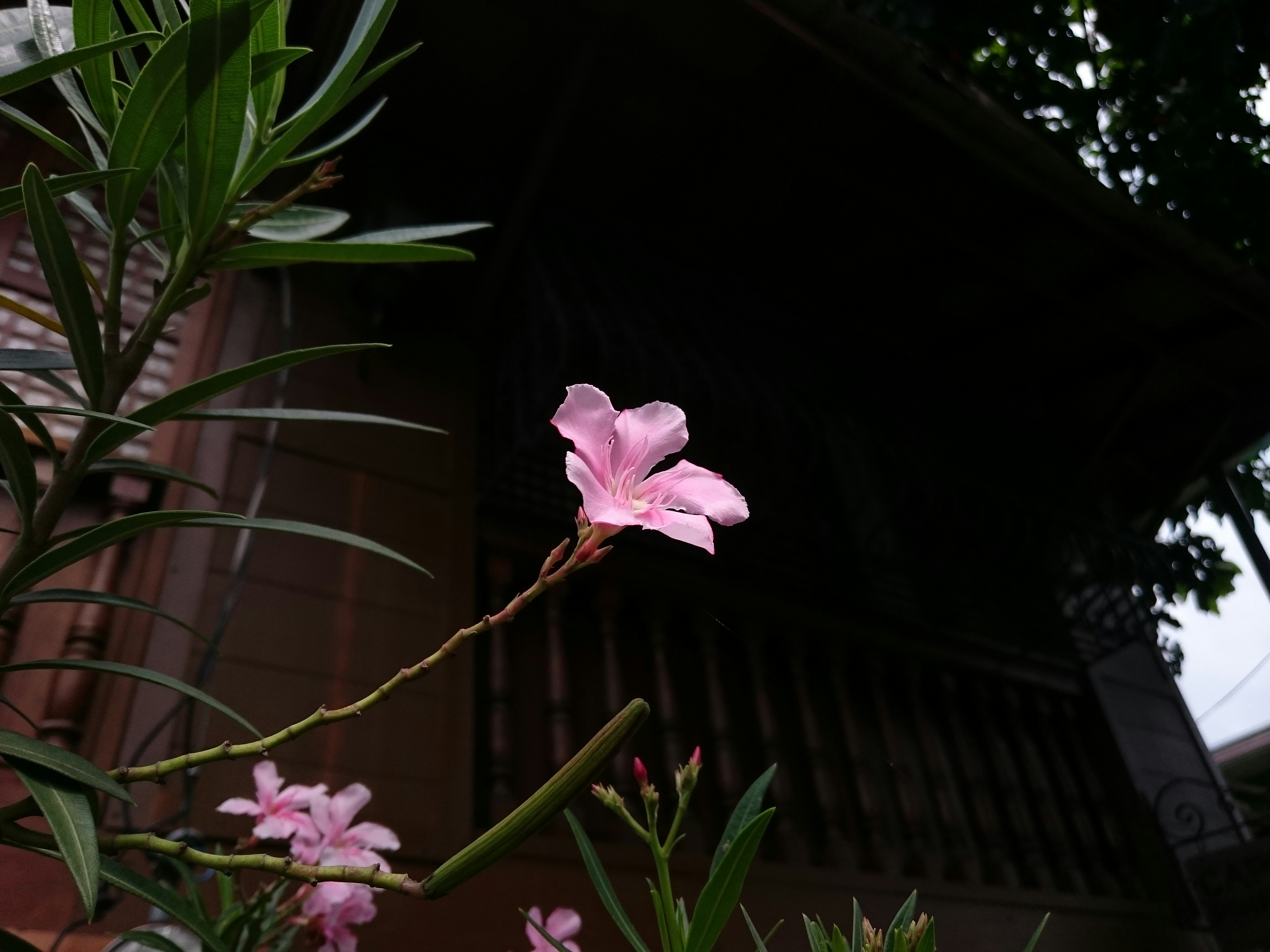 Photograph captures a pink bloom on a slender branch against a dark wooden veranda backdrop.