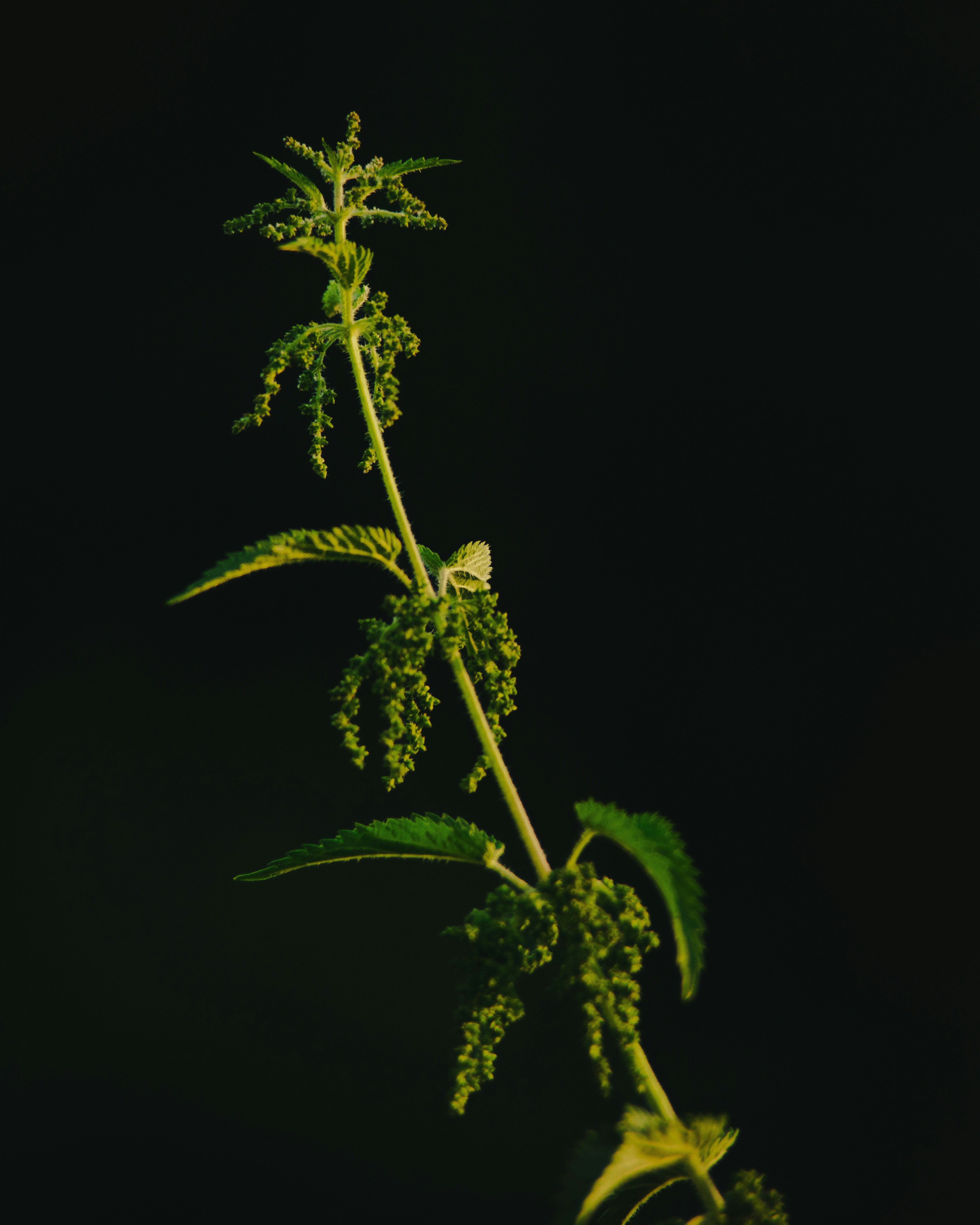 Lone Amaranth Stem Reaching into Velvet Night