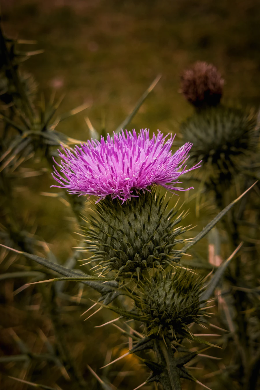 Bright pink thistle flower standing out against a soft blurred field of spiky stems and muted green-brown background.