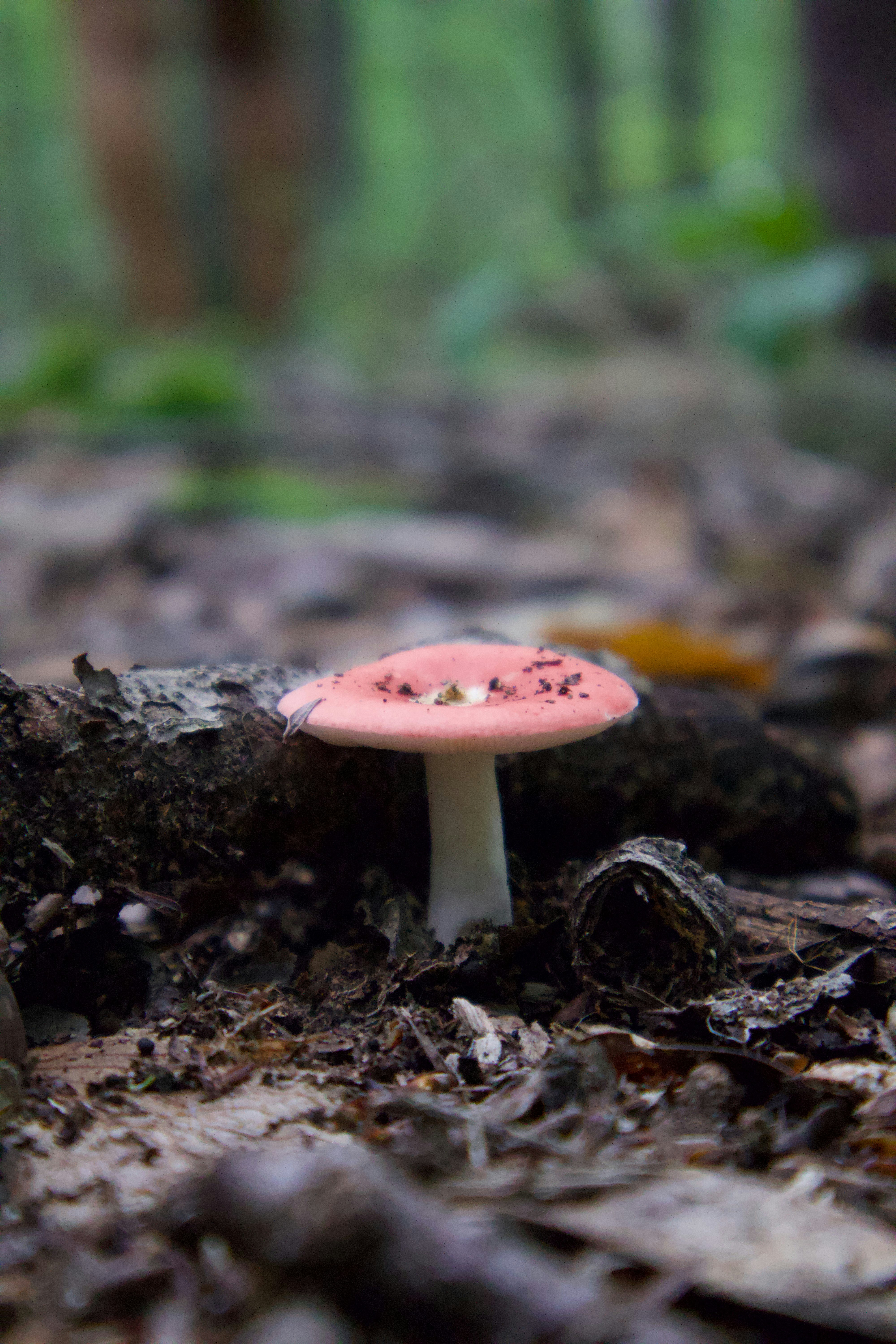 Rosy Cap Rising from Leaf-Litter