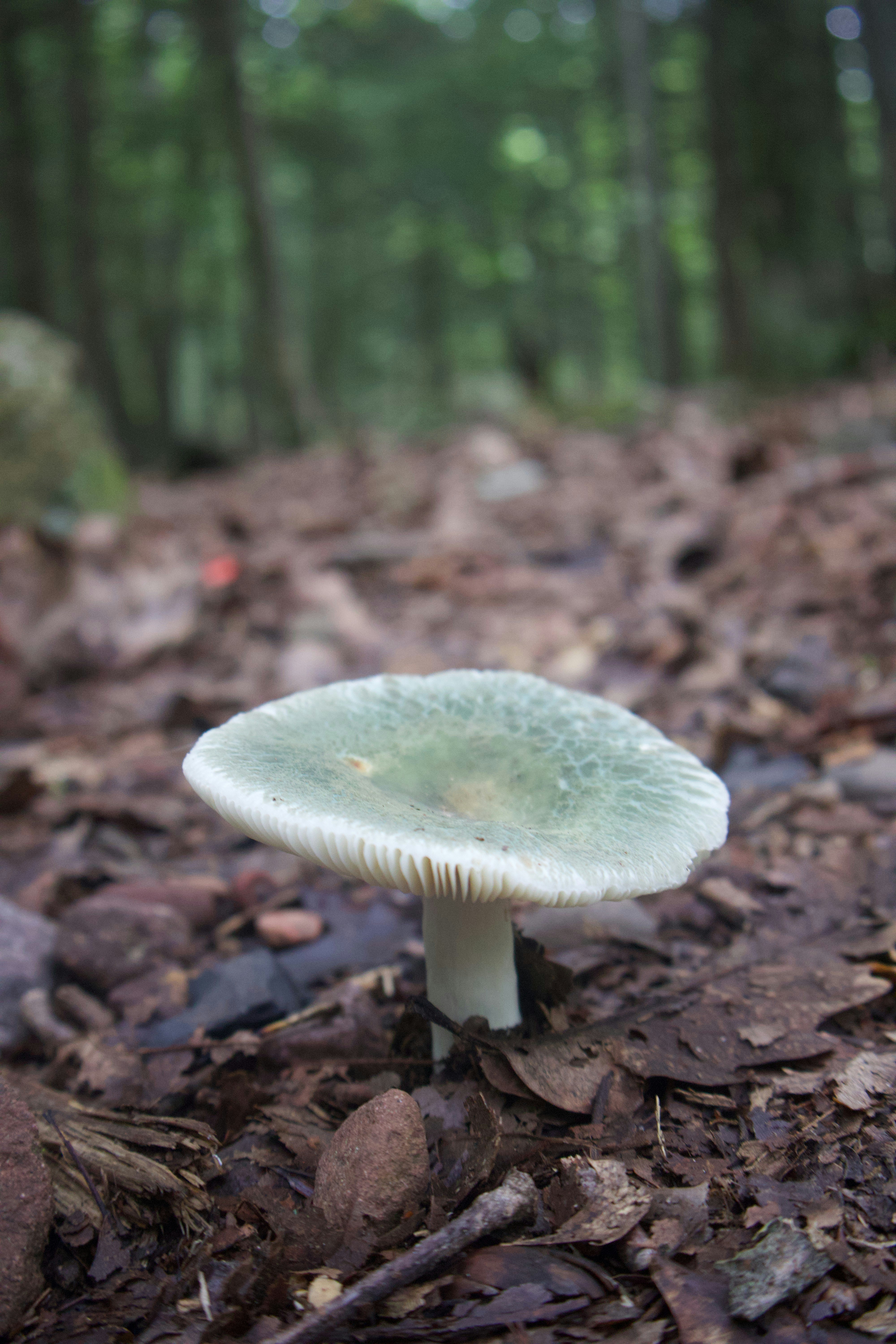 Emerging from the Forest Floor: Nature's Hidden Gem
