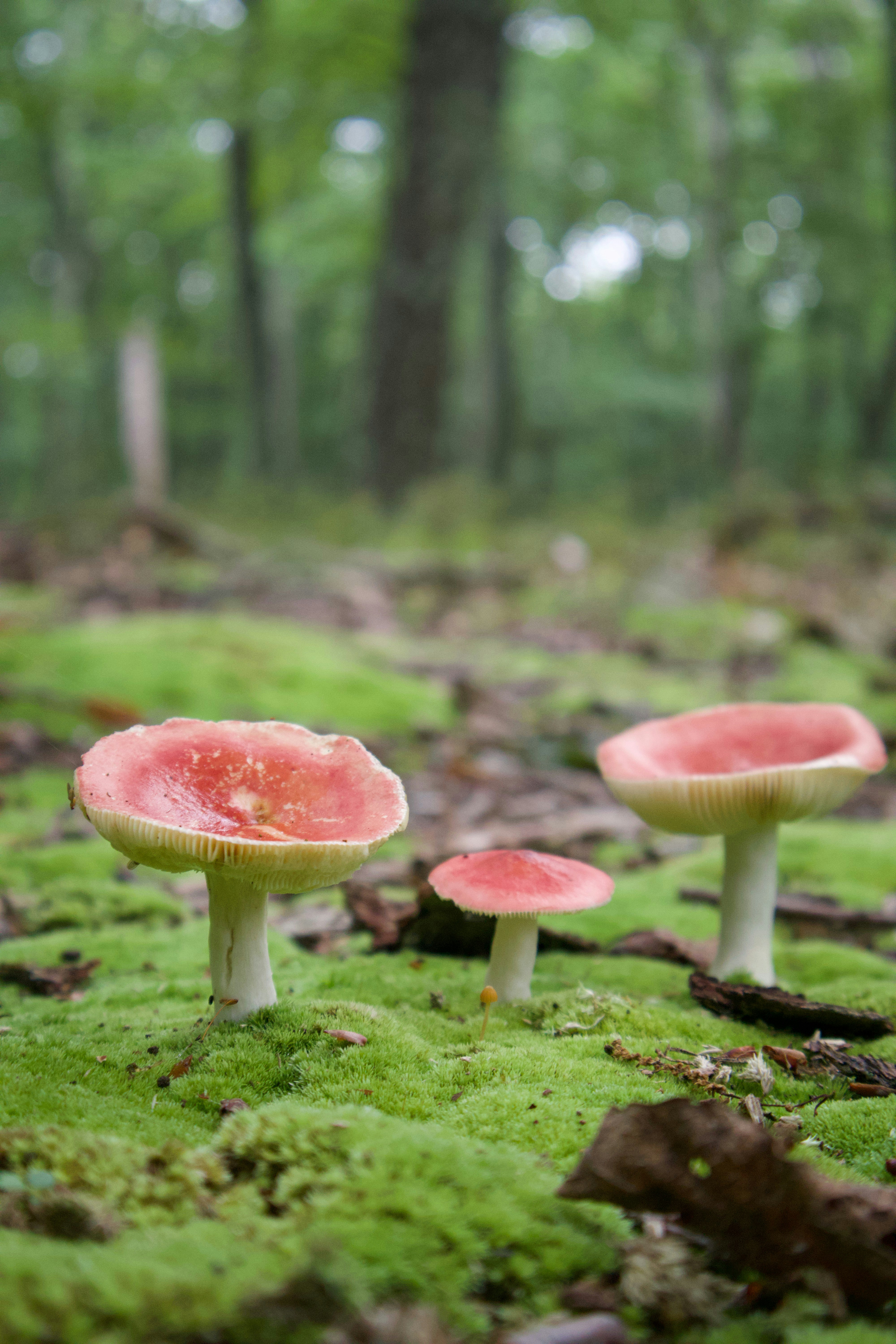 Pink-Capped Mushrooms Bloom on a Velvet Moss Carpet