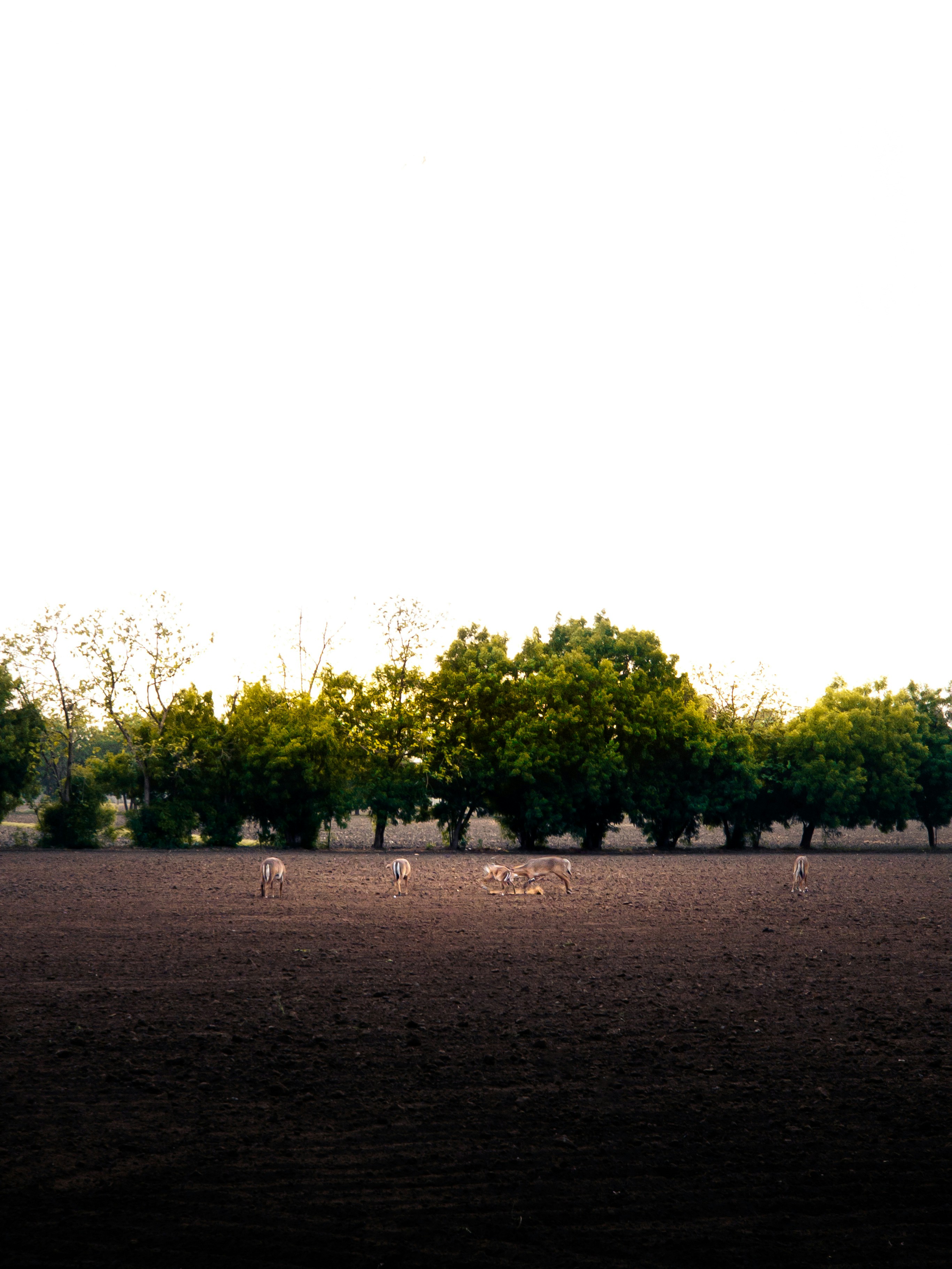 Dusk Grazers at the Field's Edge Beneath the Tree Line
