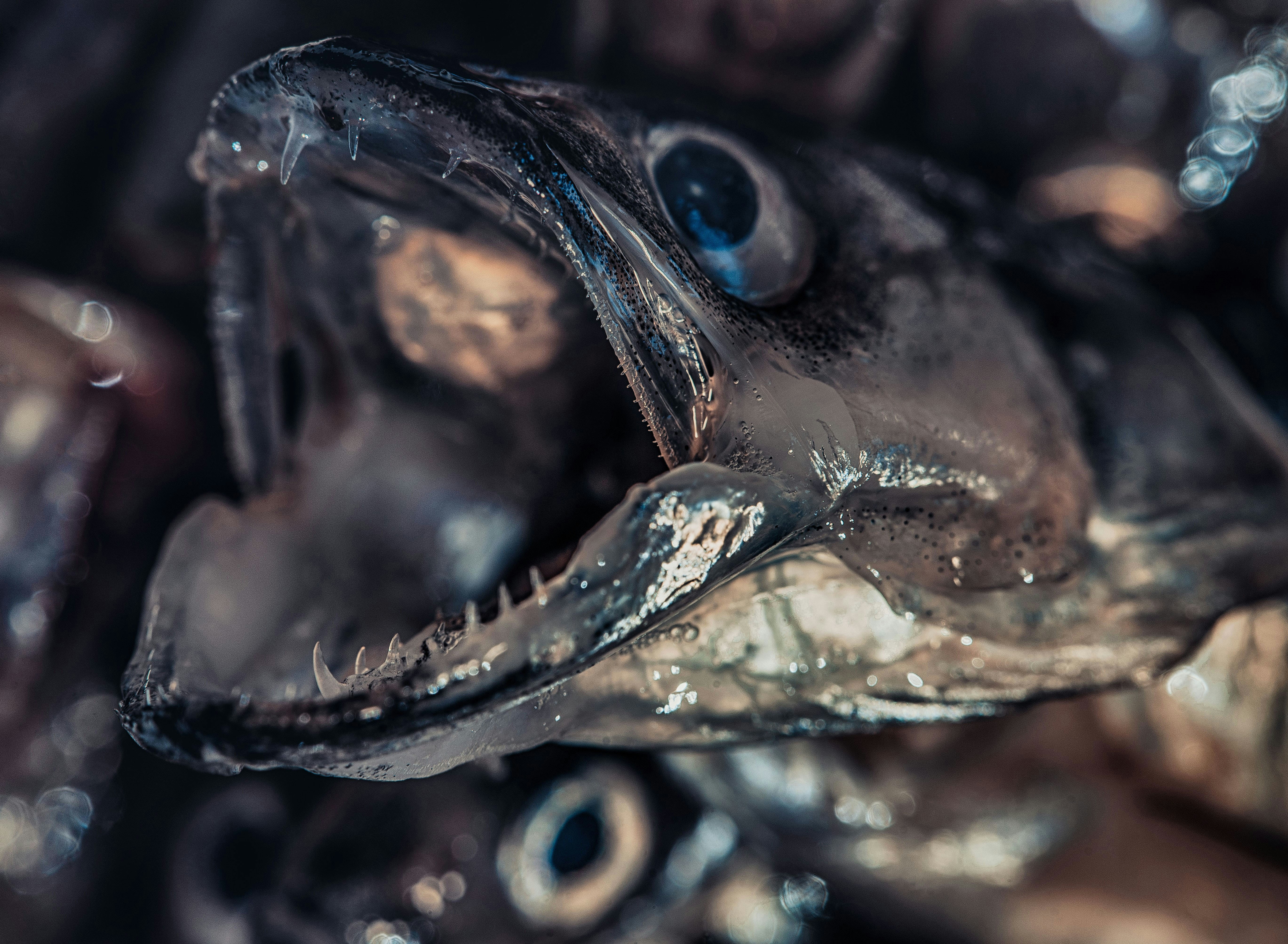 A close up of a fish's head with blue eyes photo – Free Fish Image on ...