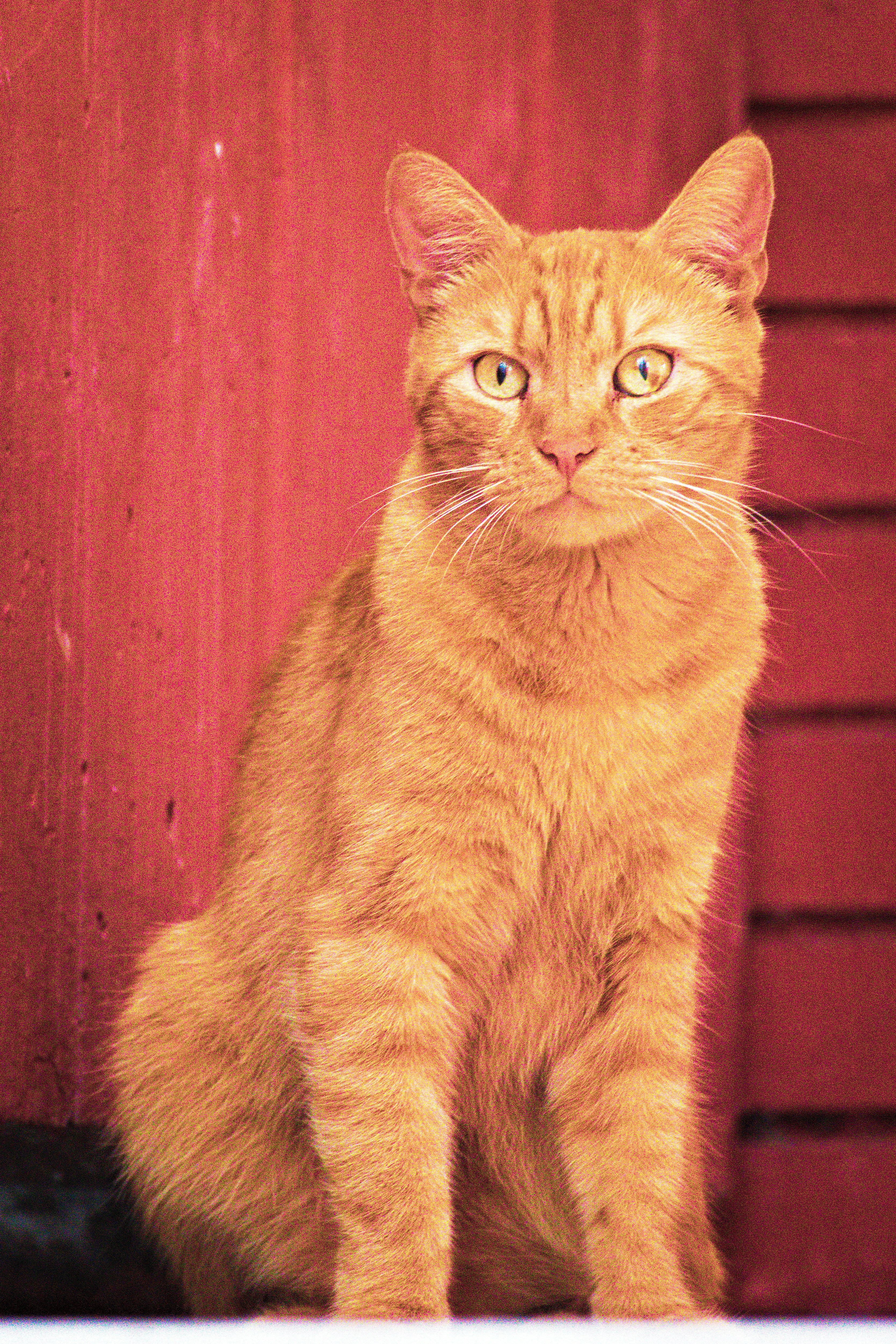 Ginger Cat on a Crimson Fence: A Quiet Gaze in Warm Tint