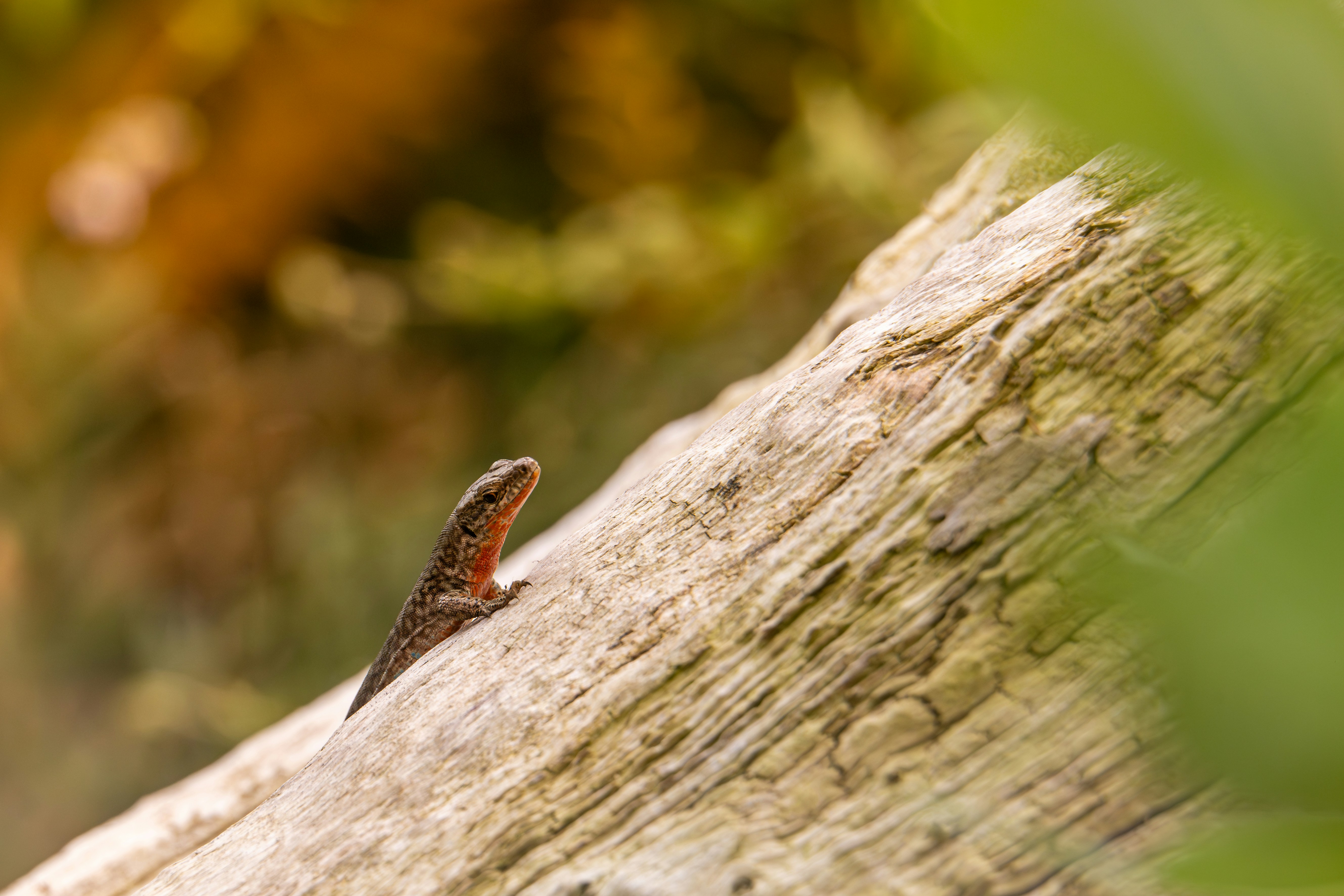 Lizard on a Weathered Log: a Quiet Moment in Autumn Light
