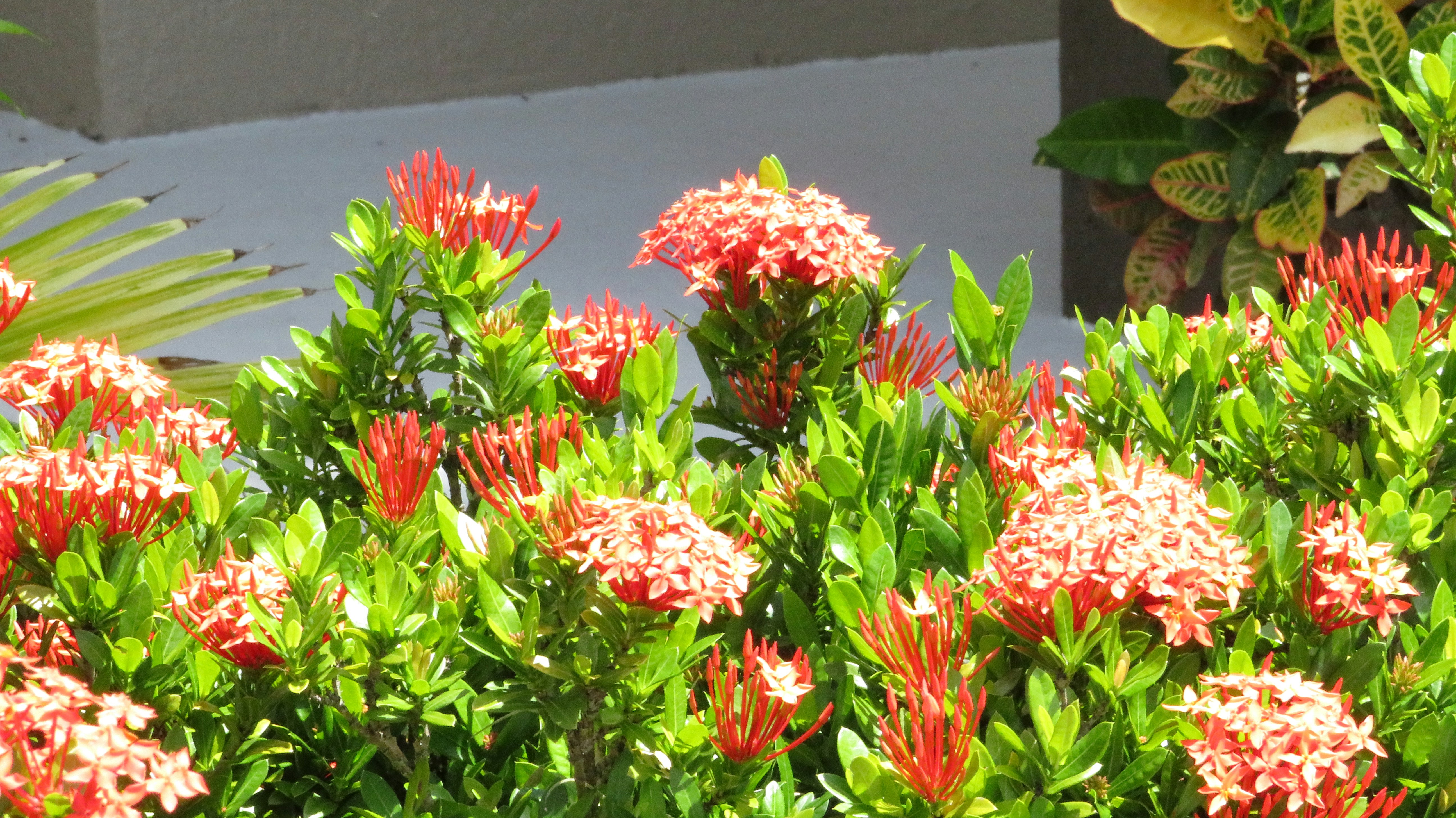 Sunlit Coral Ixora Border: A Burst of Orange Blooms Along a Garden Edge