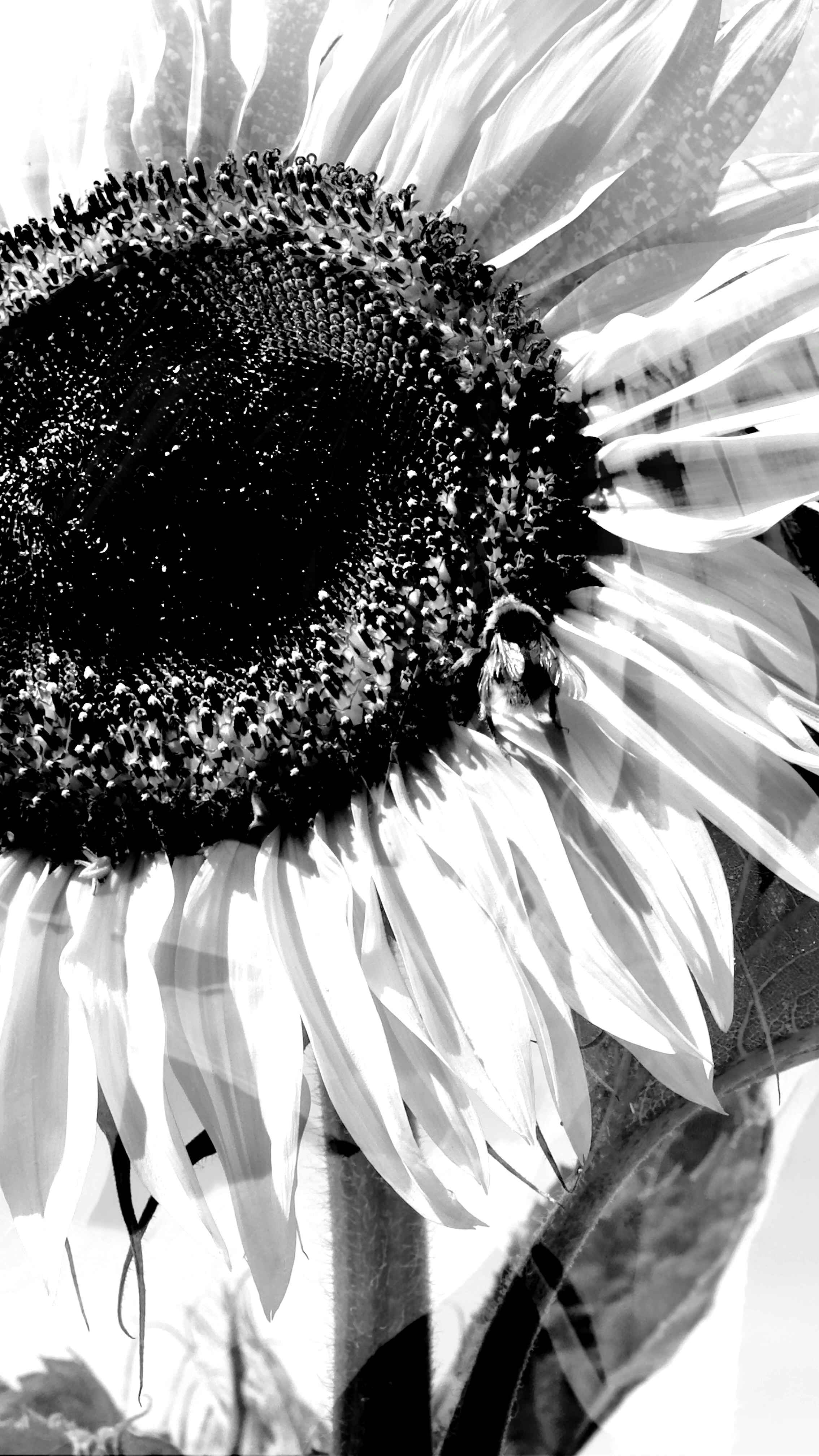 Mono Bloom Close-Up: The Sunflower's Textured Core