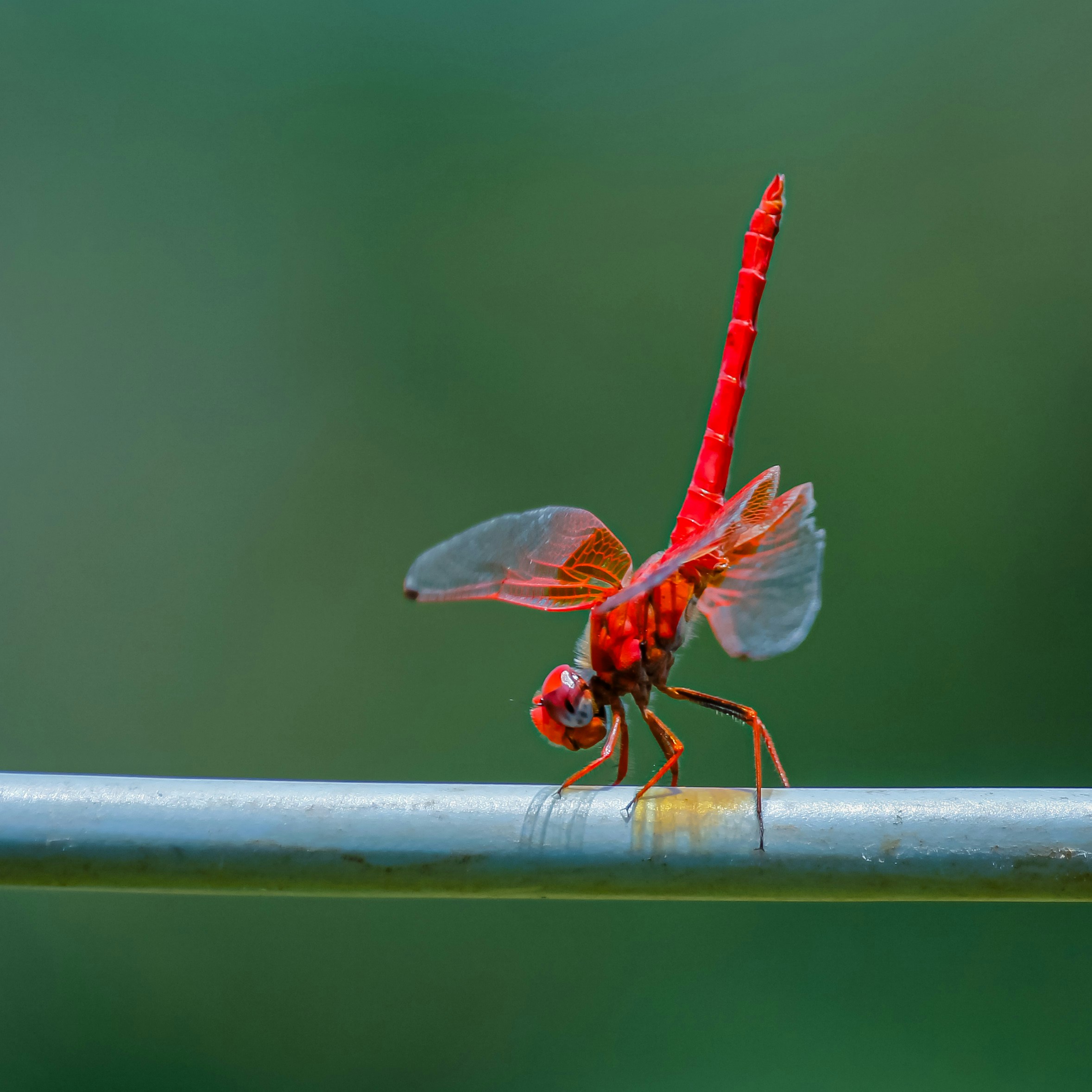 A red insect sitting on top of a metal bar photo – Free Photo ...