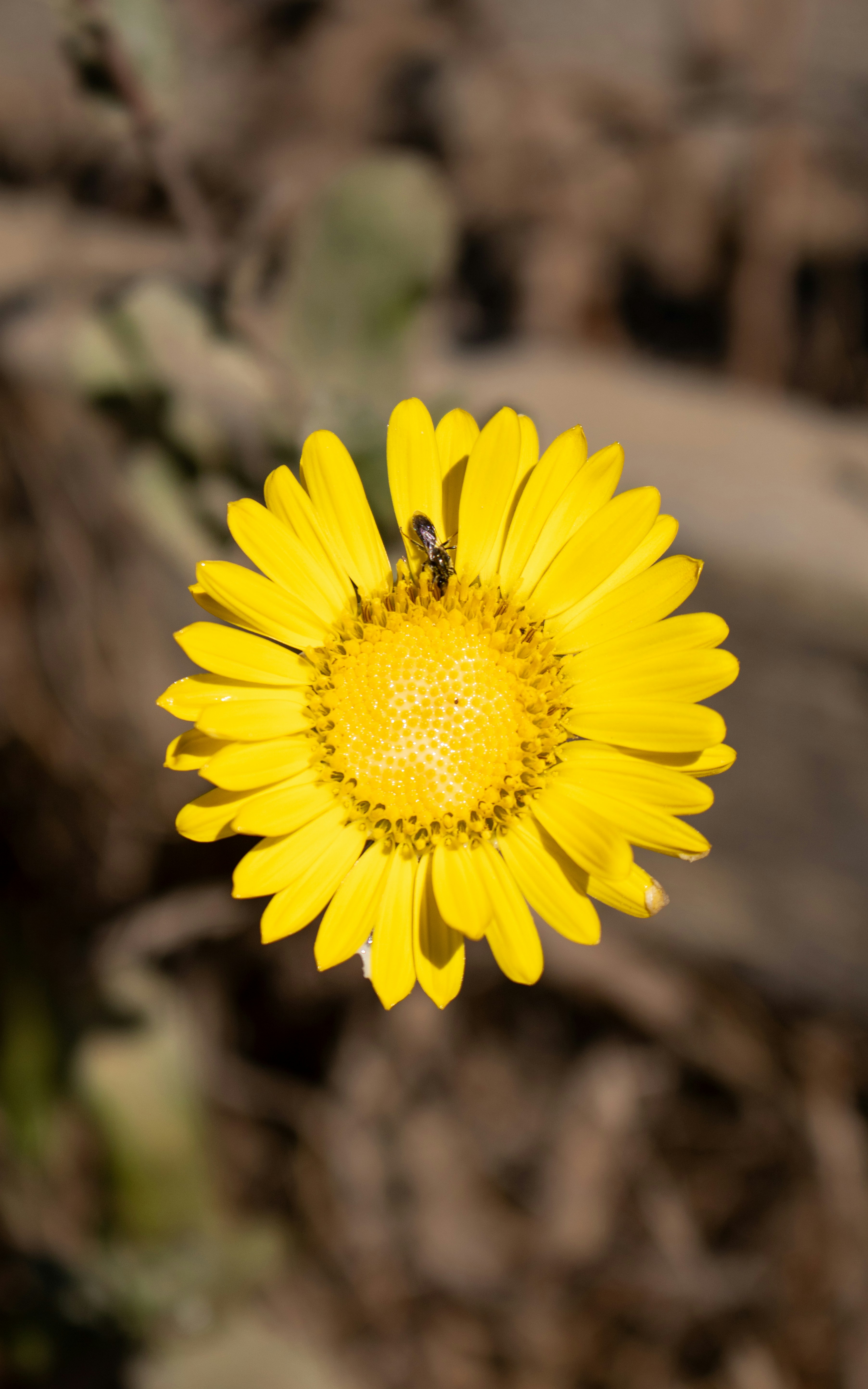 Bee at the Center of a Sunlit Daisy