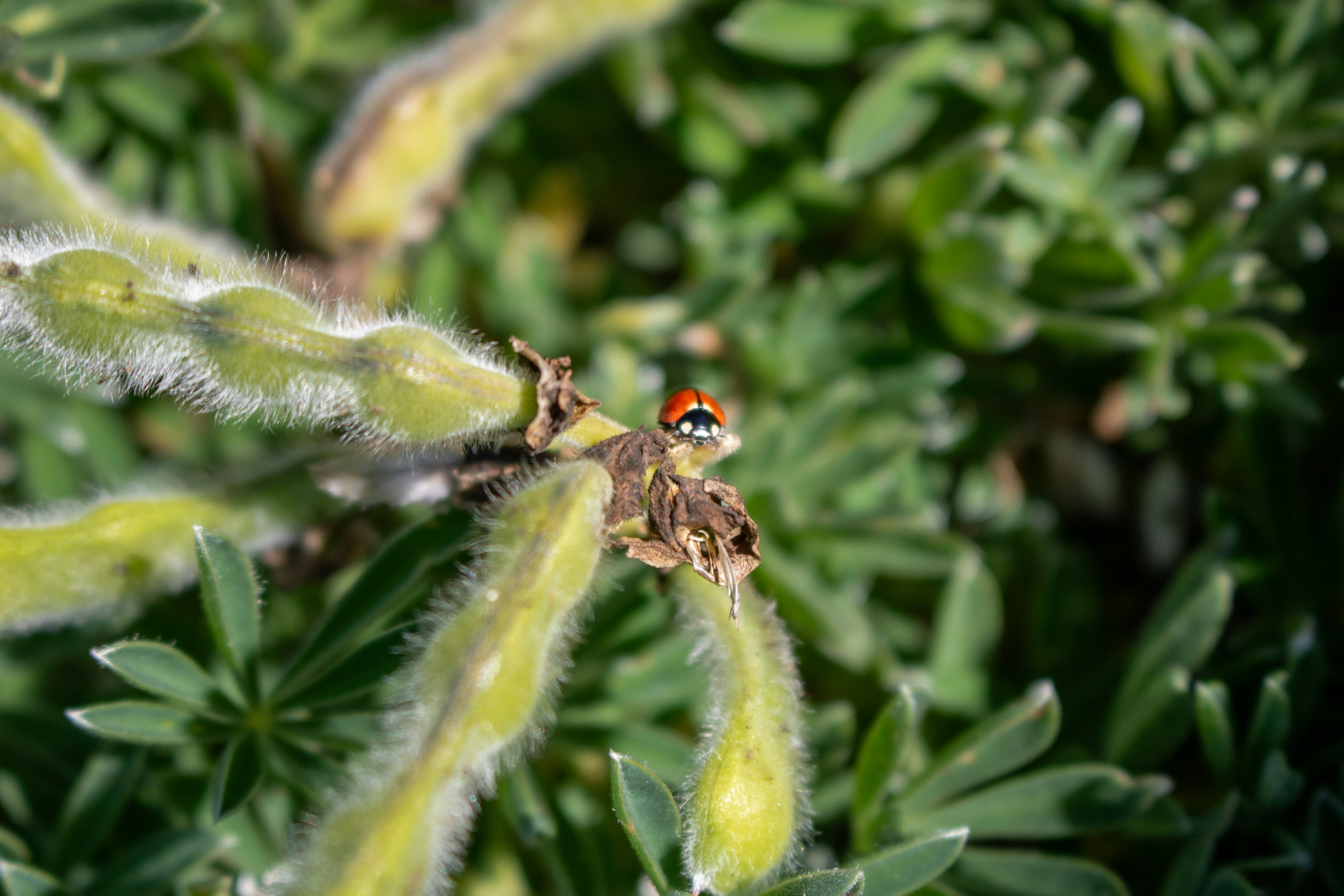 Crimson Sentinel on Velvet Green: A Ladybug's Micro-Encounter