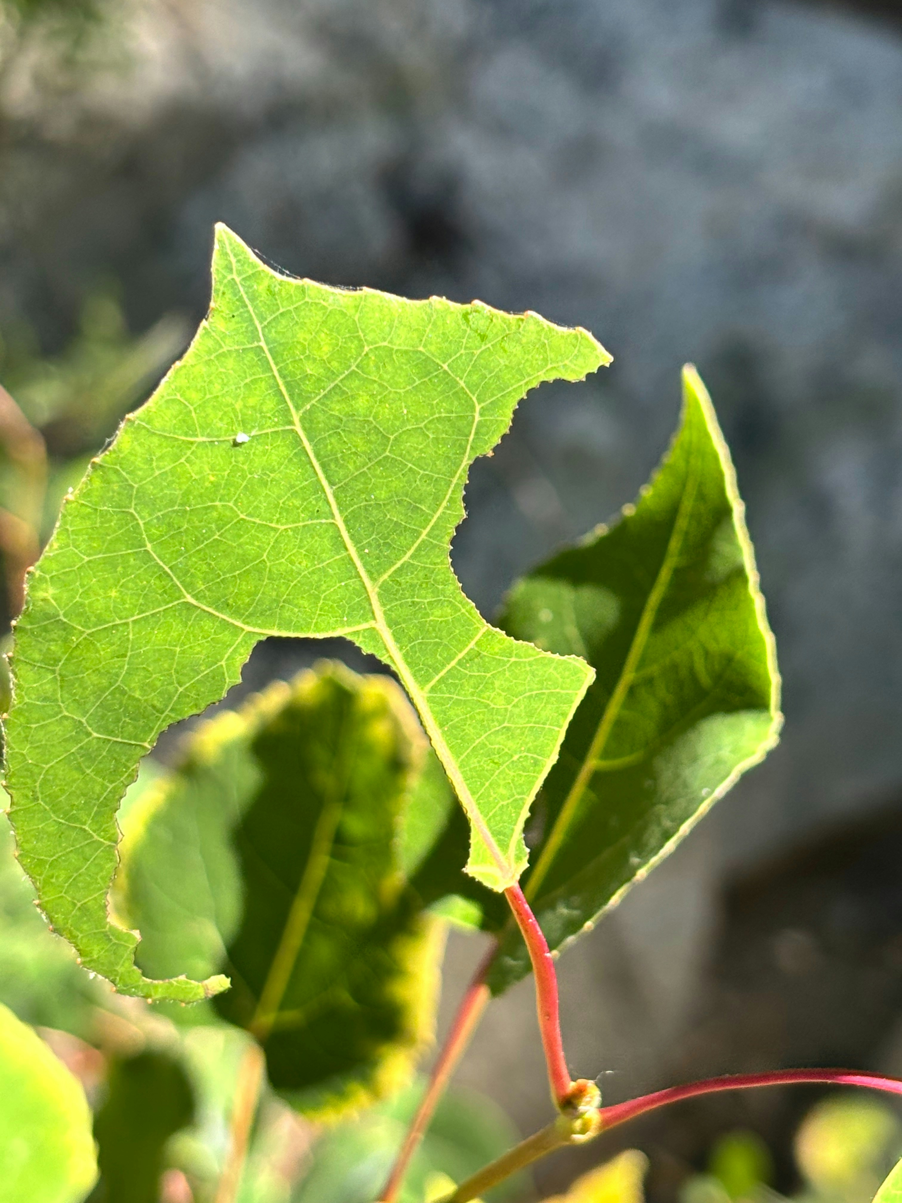 Sun-kissed grape leaf: crisp venation and a crimson stem in macro focus