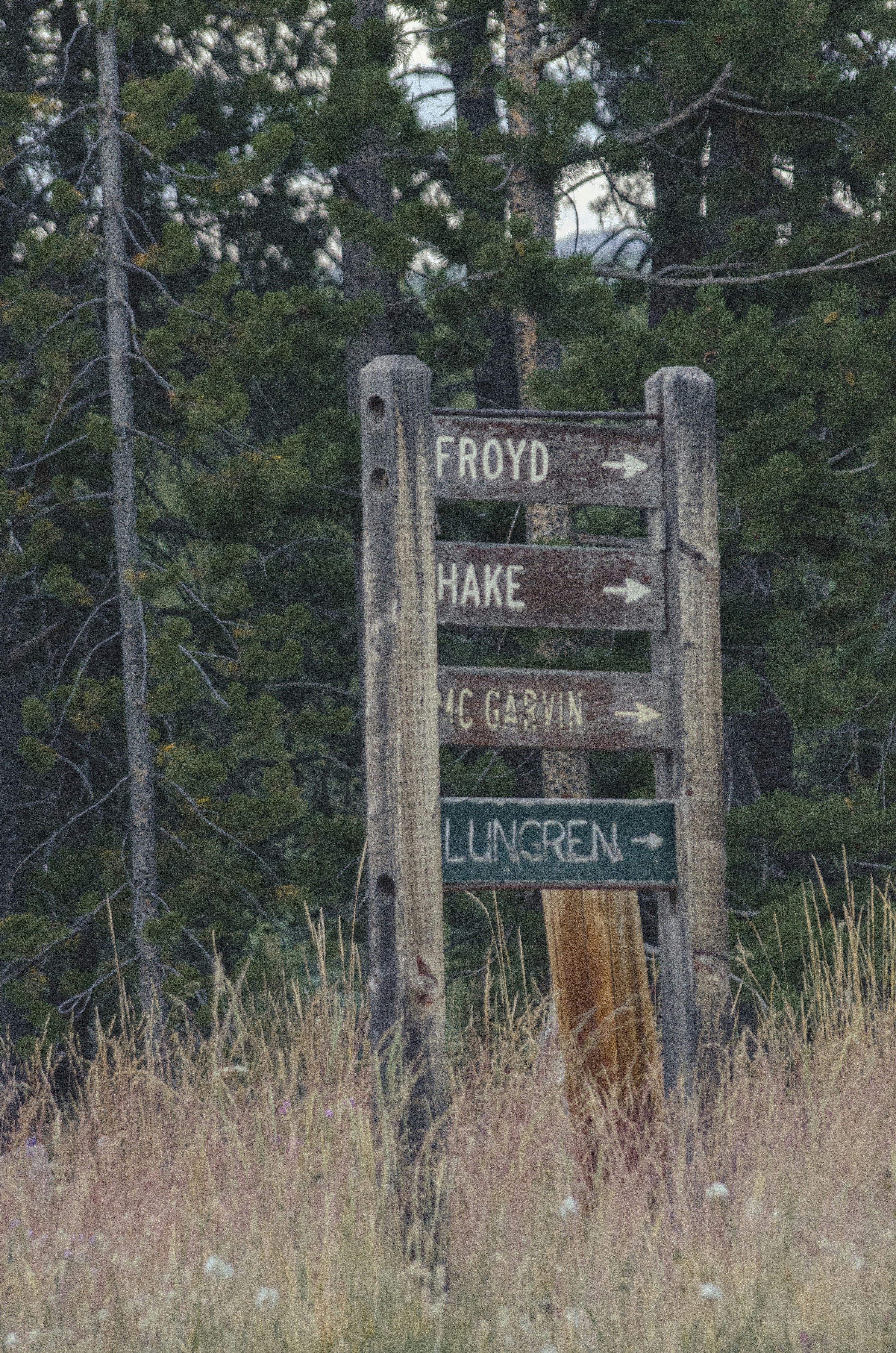 Weathered Signpost at the Edge of a Pine Meadow