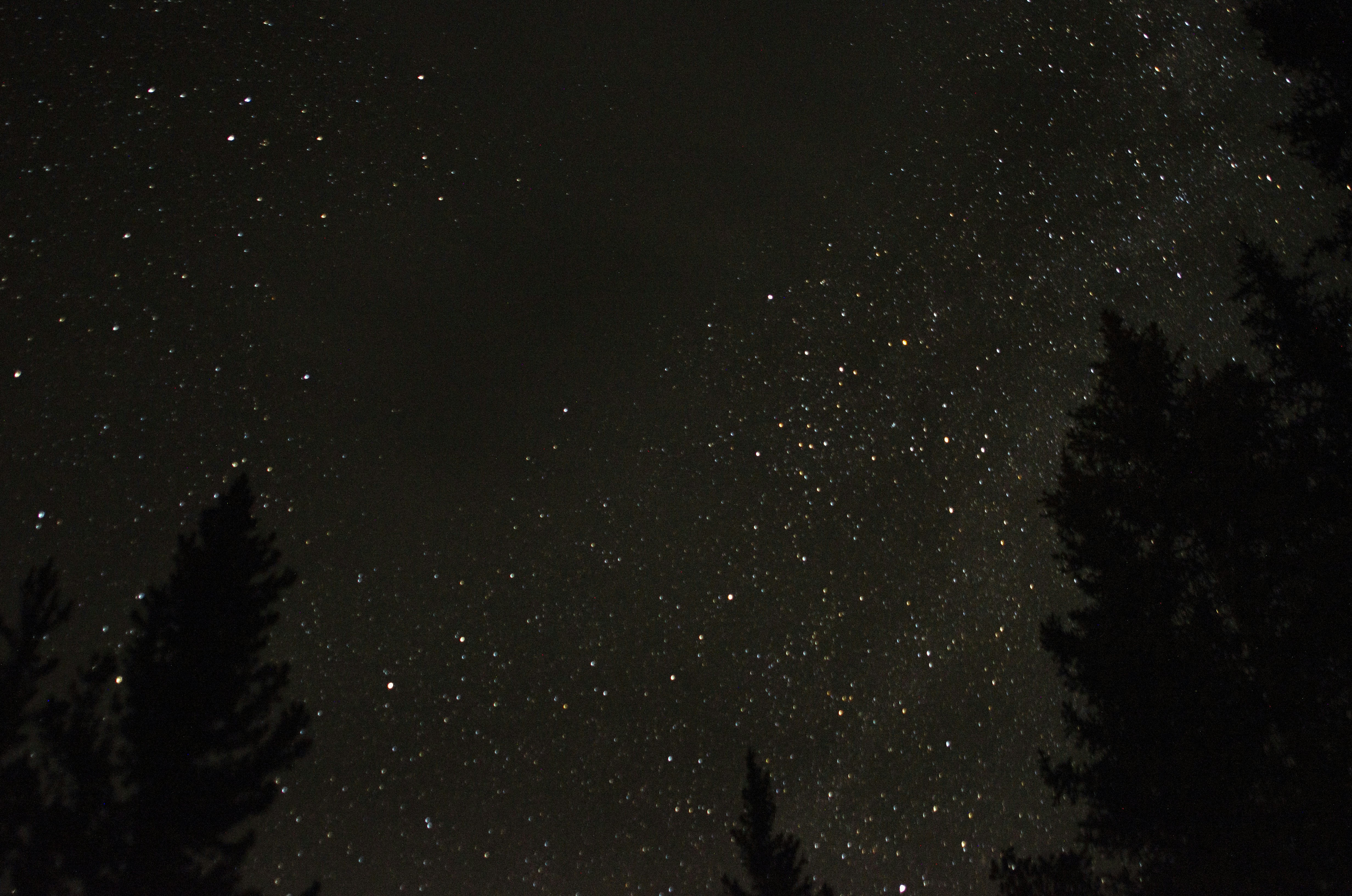 Starry Canopy Over Quiet Pines