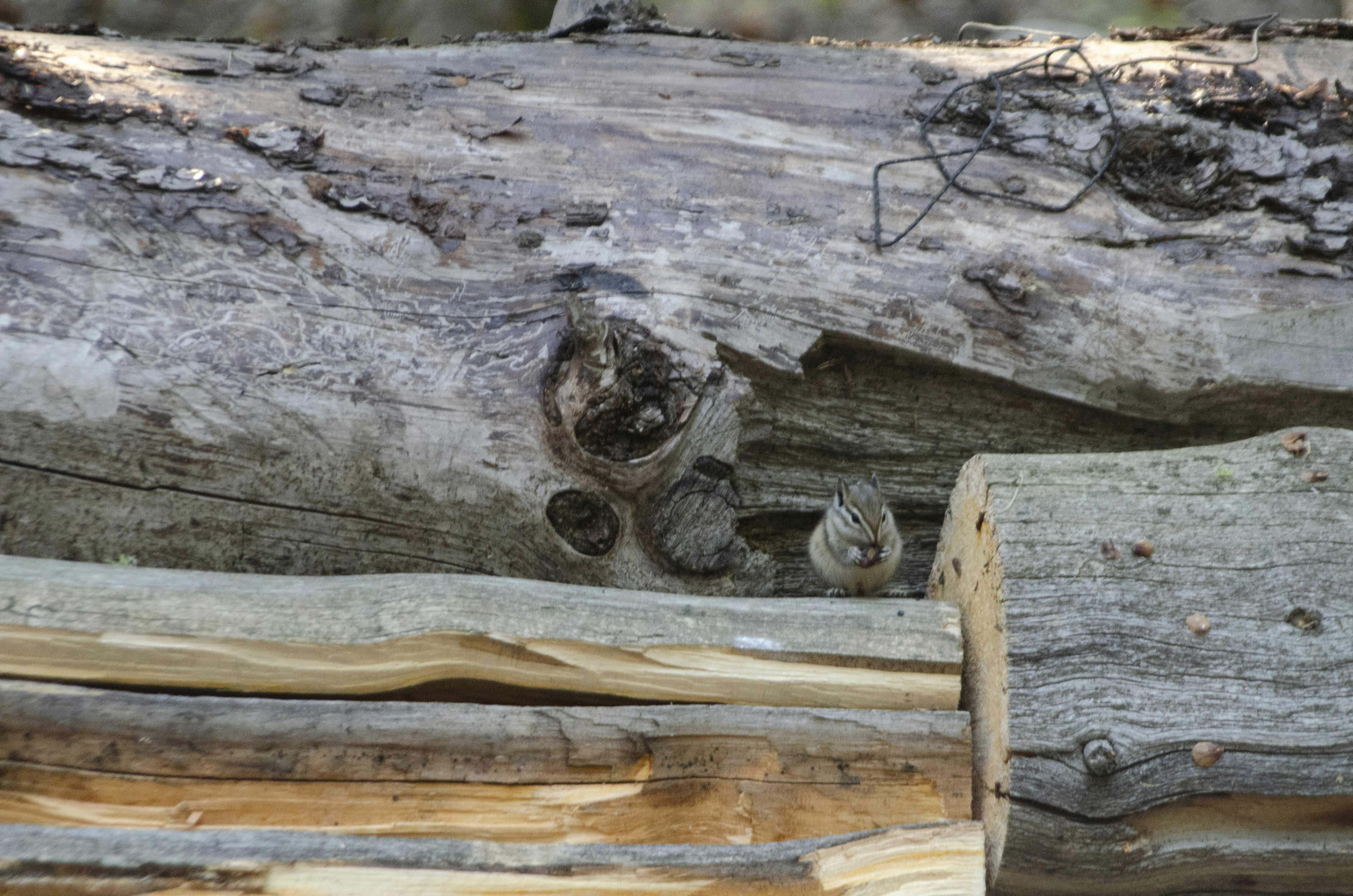 Photo by Vivian Marta with Nikon D5100